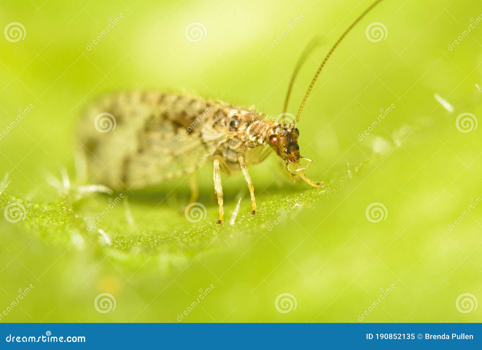 A Macro Image of the Head of a Brown Lacewing Stock Image - Image of ...