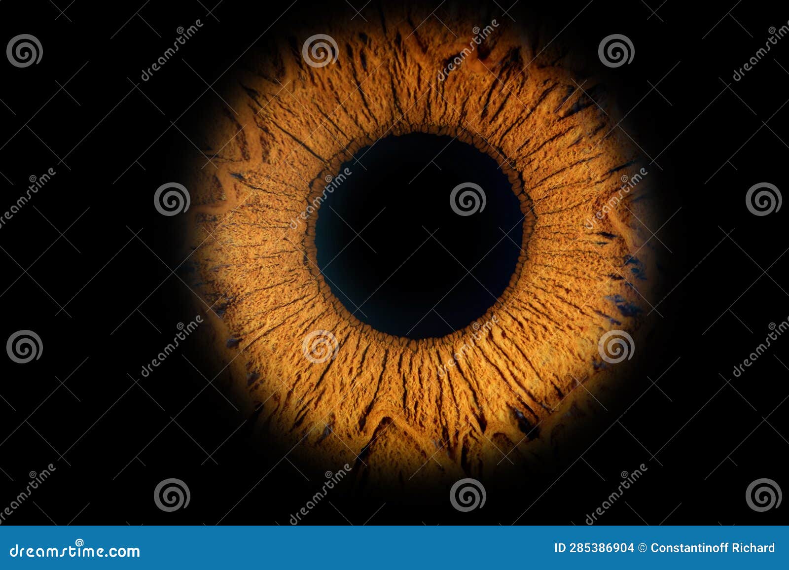 Macro Image of Human Eye - Sharp Details Stock Photo - Image of gazing ...