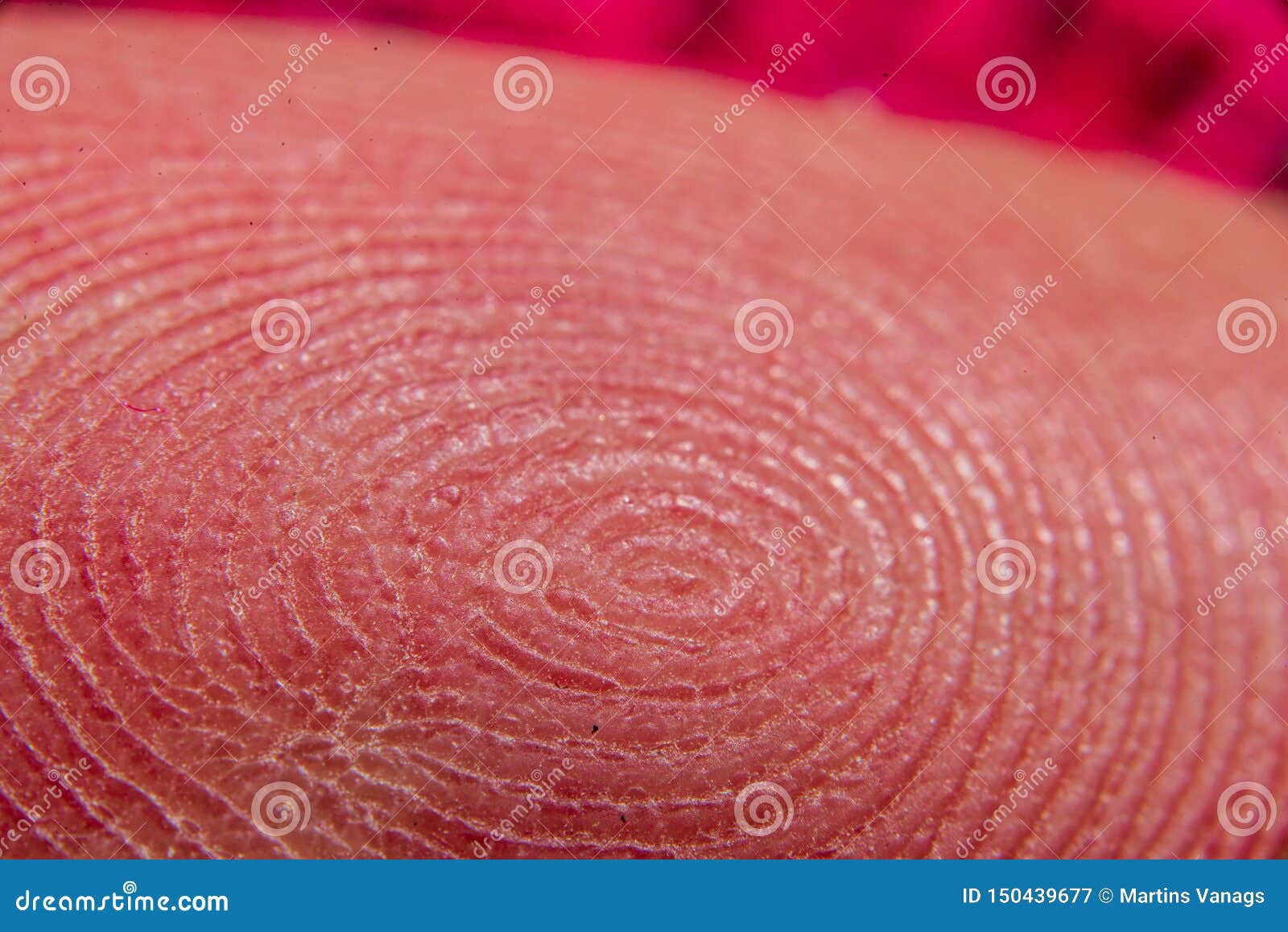 Macro Image of Human Finger Prints in Magnification Stock Image - Image ...