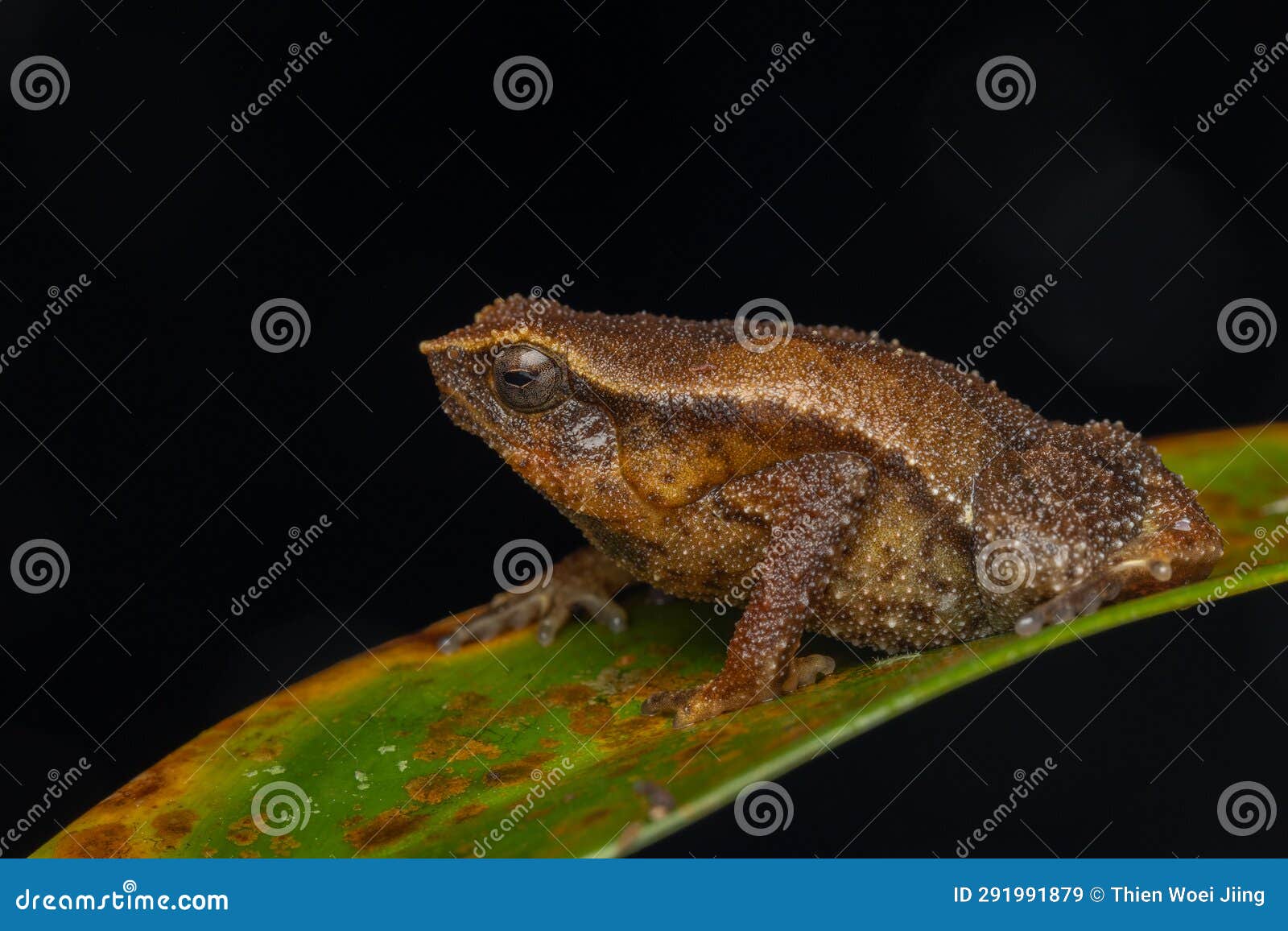Macro Image of Kinabalu Sticky Frog of Sabah, Borneo Island Stock Image ...