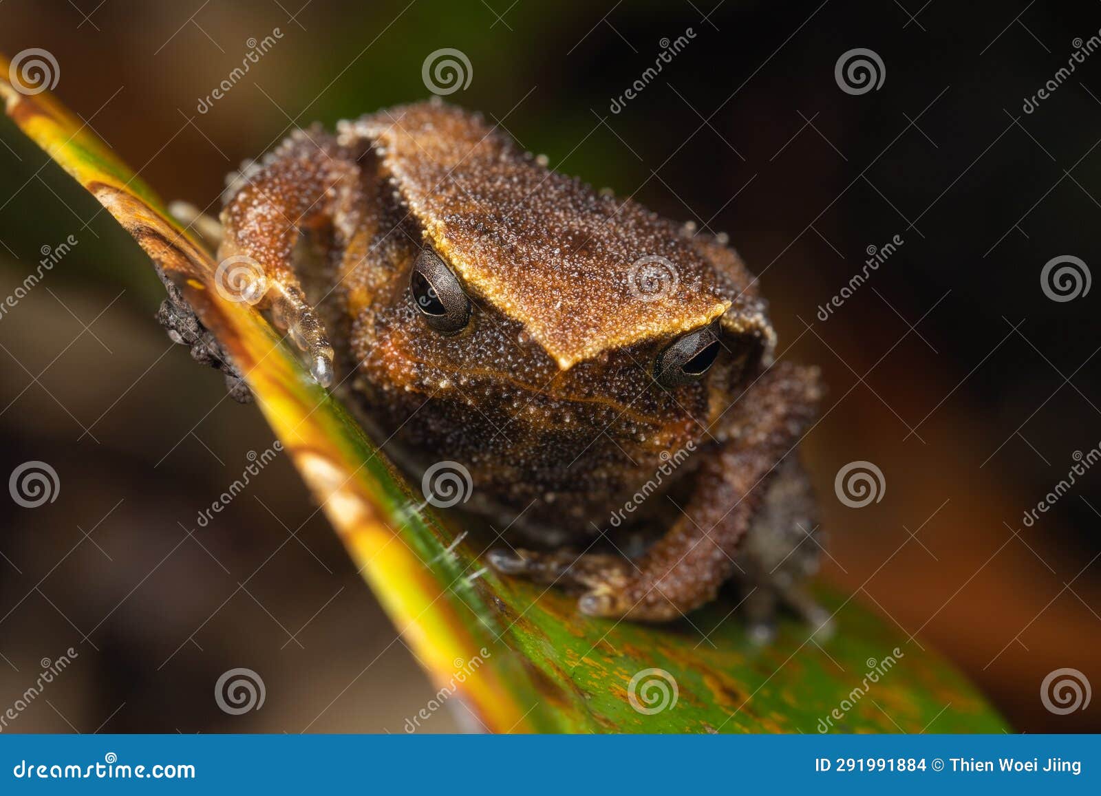 Macro Image of Kinabalu Sticky Frog of Sabah, Borneo Island Stock Photo ...