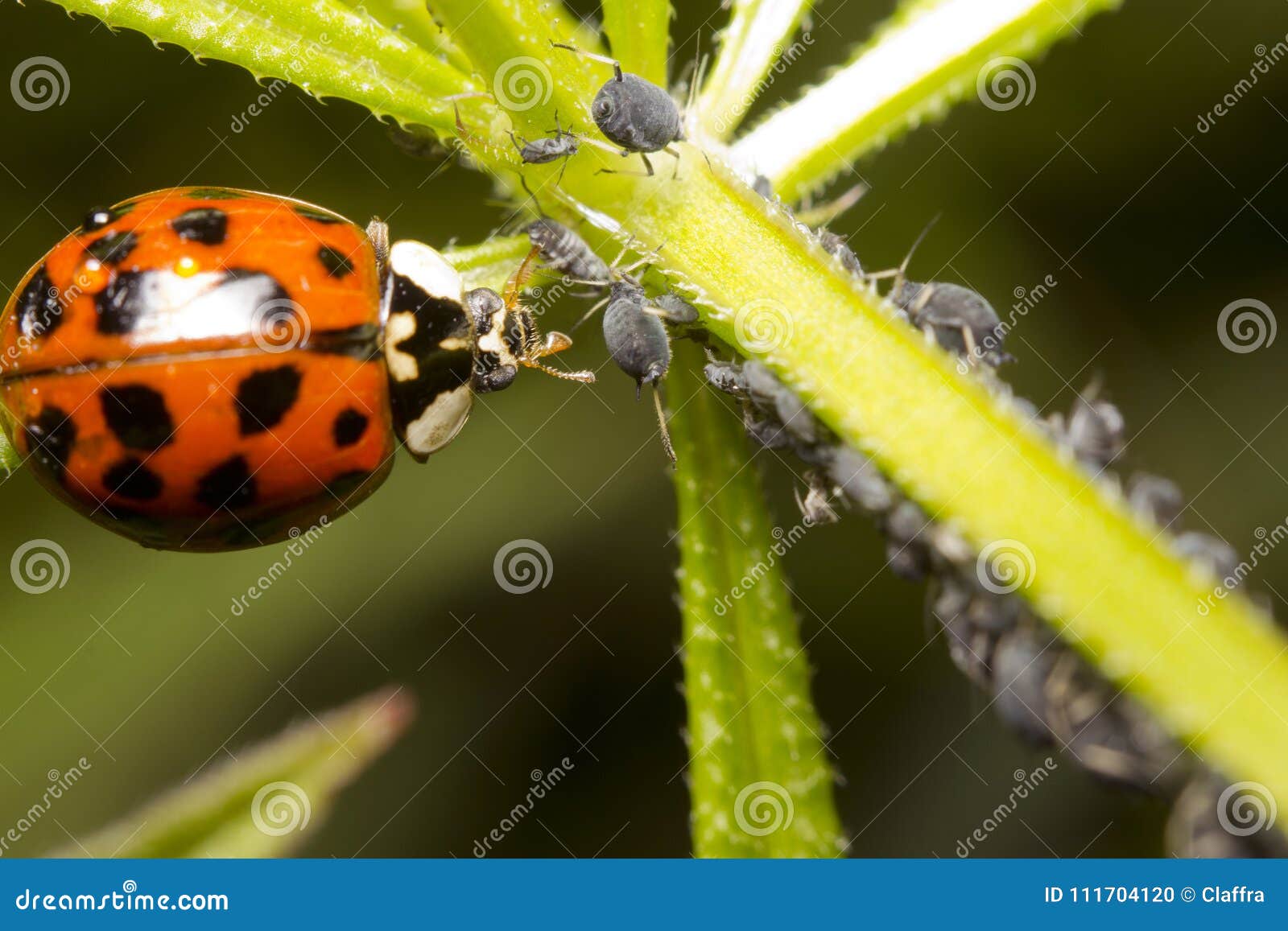 Ladybug and aphid stock photo. Image of aphidimyza, animal - 111704120