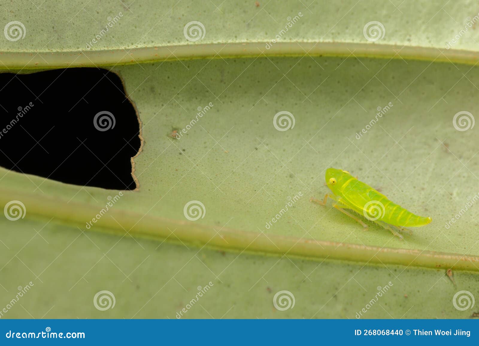 Macro Image of Leaf Hopper on Green Leaf Stock Photo - Image of ...