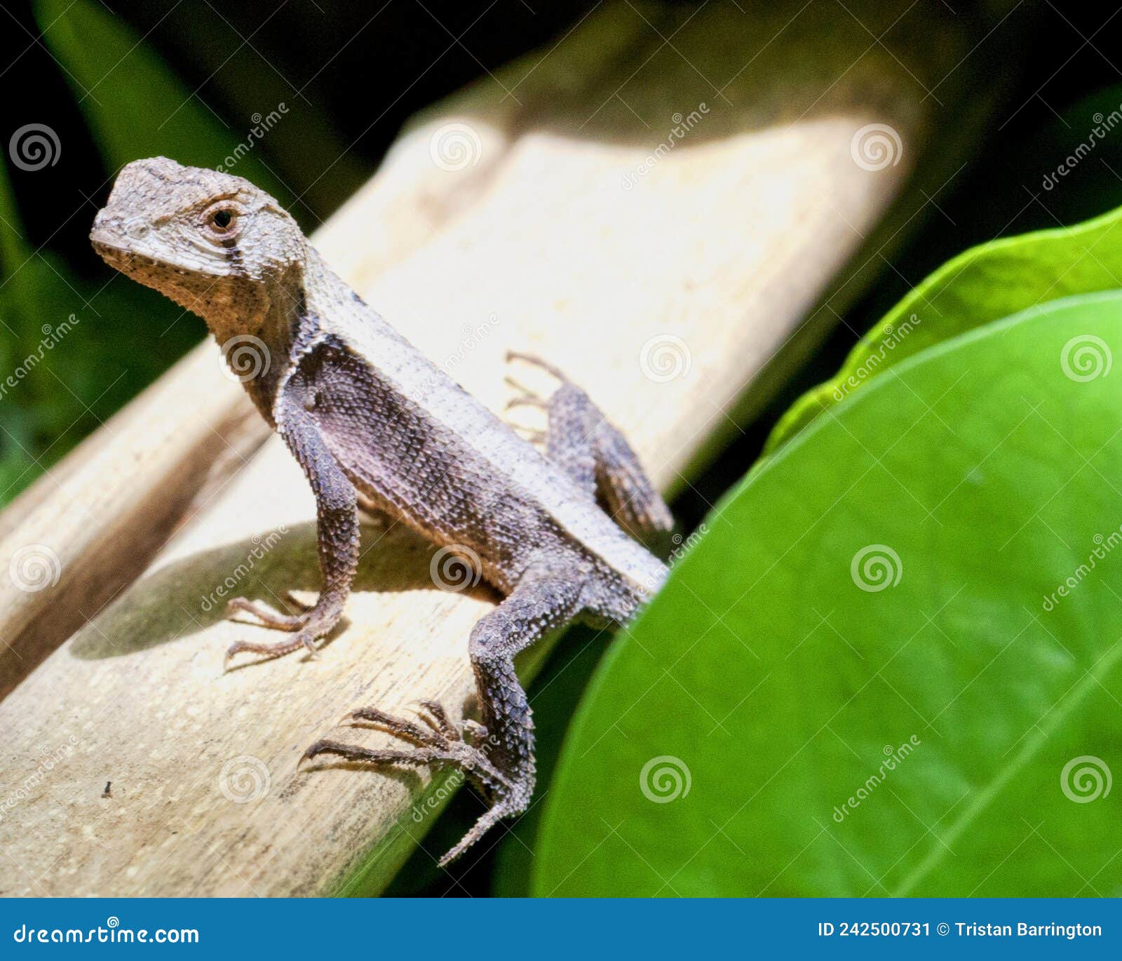 Macro Image of a Lizard with Sharp Claws Resting on Wood at Night ...