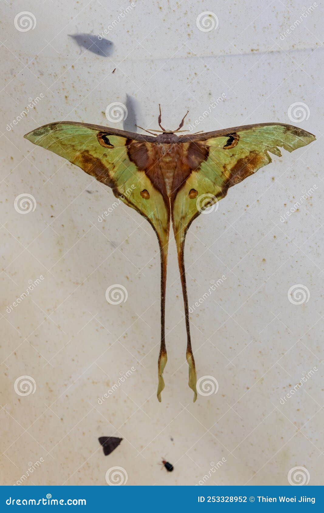 Macro Image of Luna Moth Hanging on White Cloth at Sabah, Borneo Stock ...