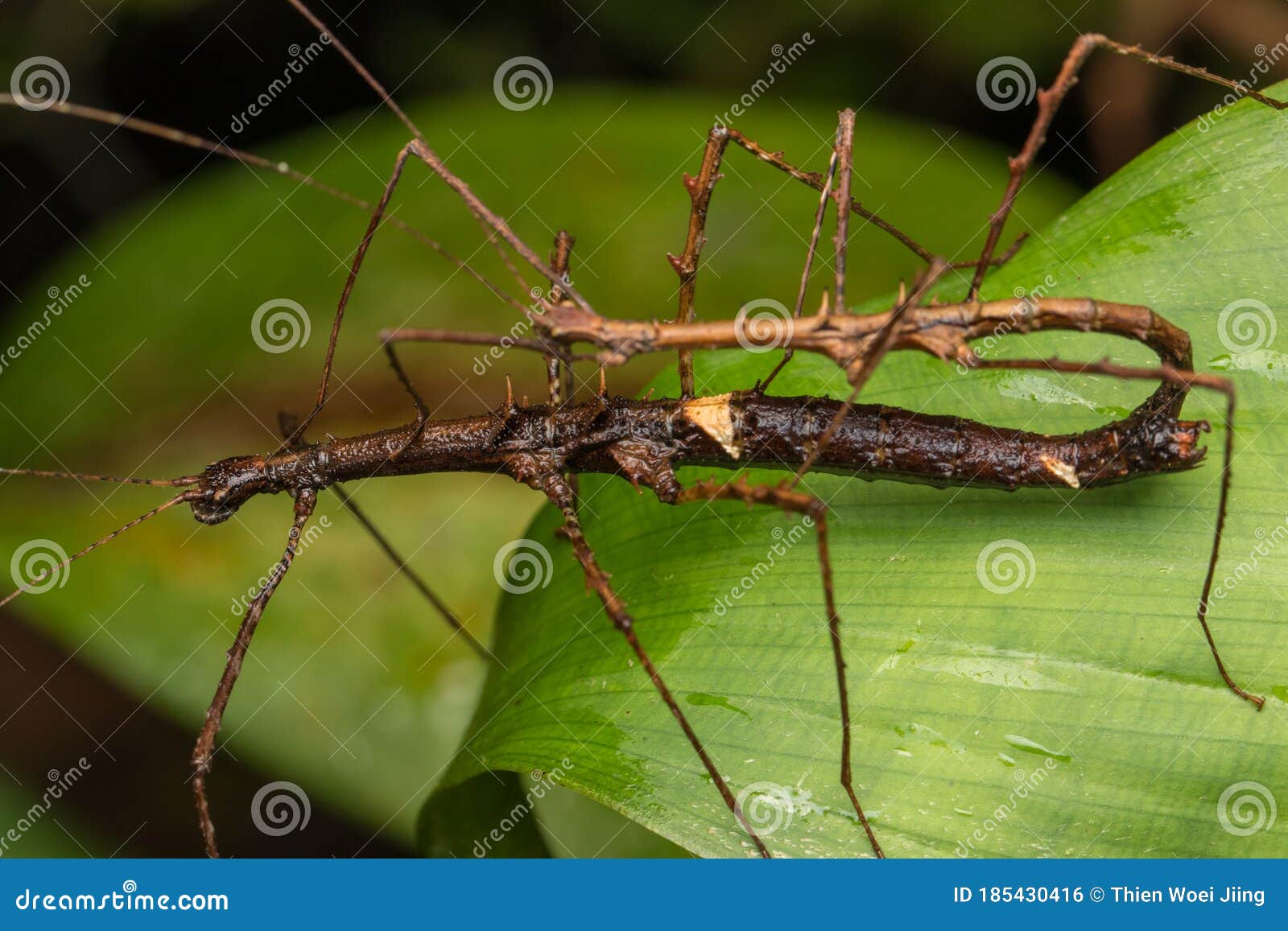 Macro Image of Maiting of Stick Insect of Borneo Island Stock Photo ...