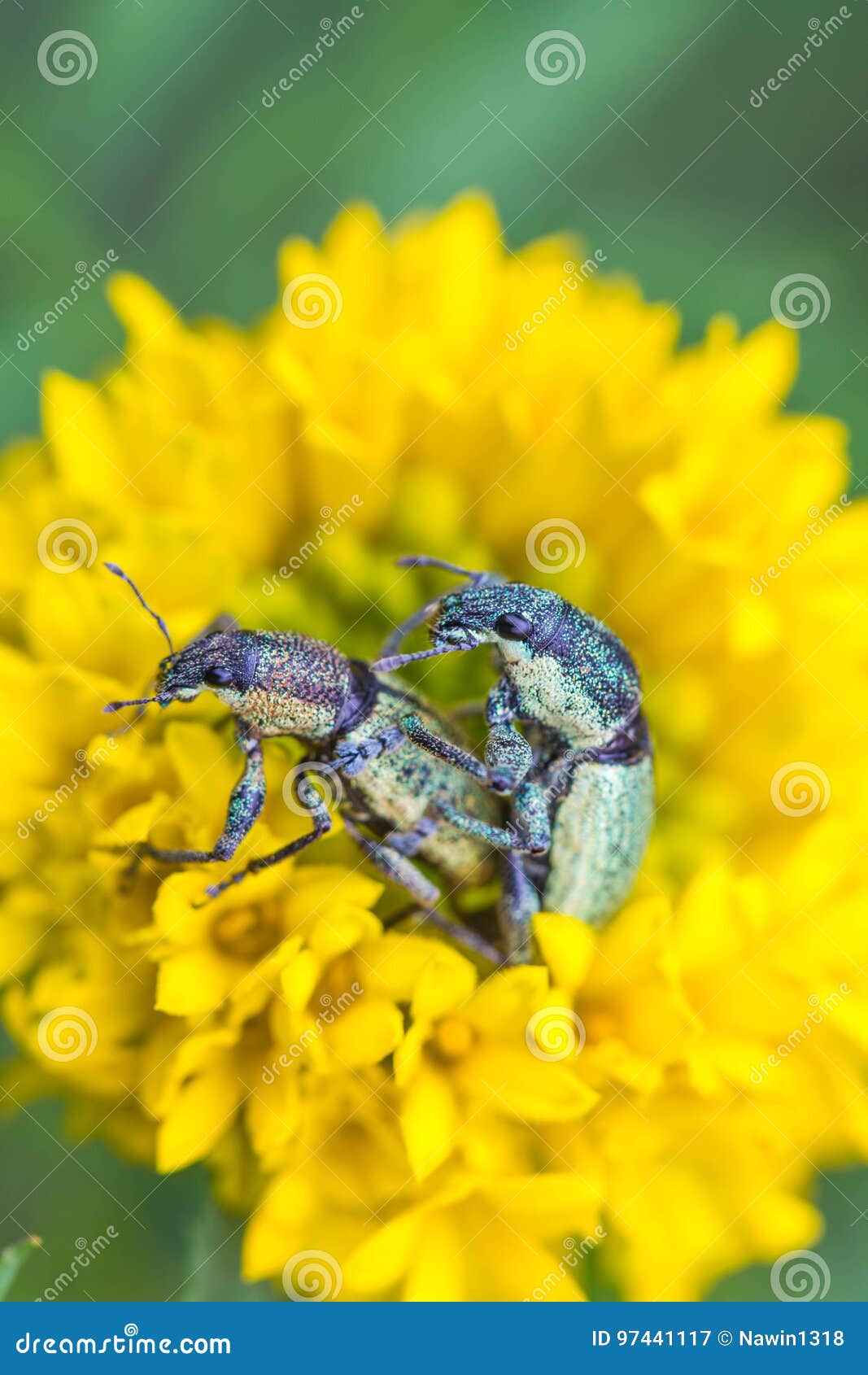 Macro Image of Mating Weevils Stock Image - Image of wildlife ...