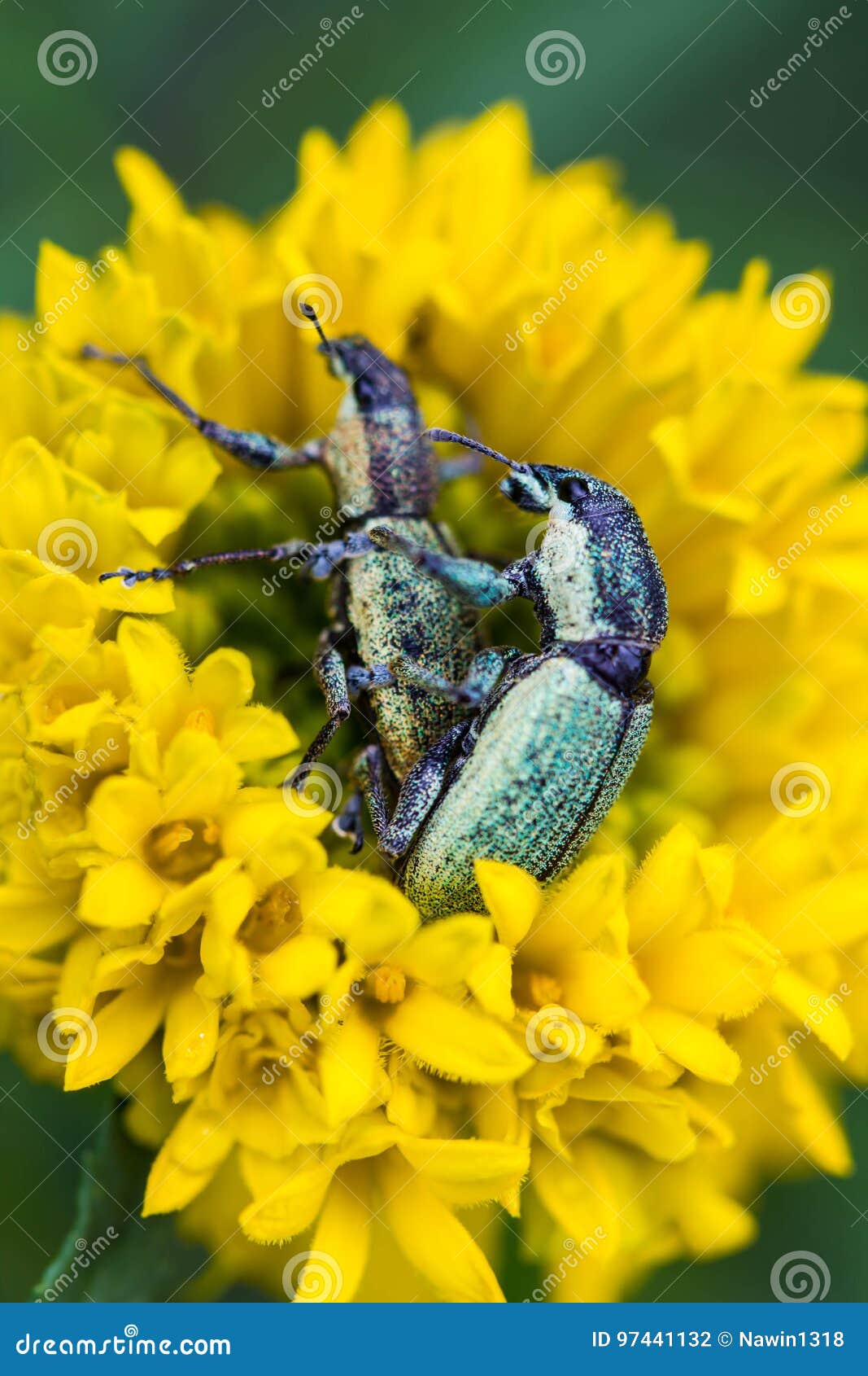 Macro Image of Mating Weevils Stock Photo - Image of white, animals ...
