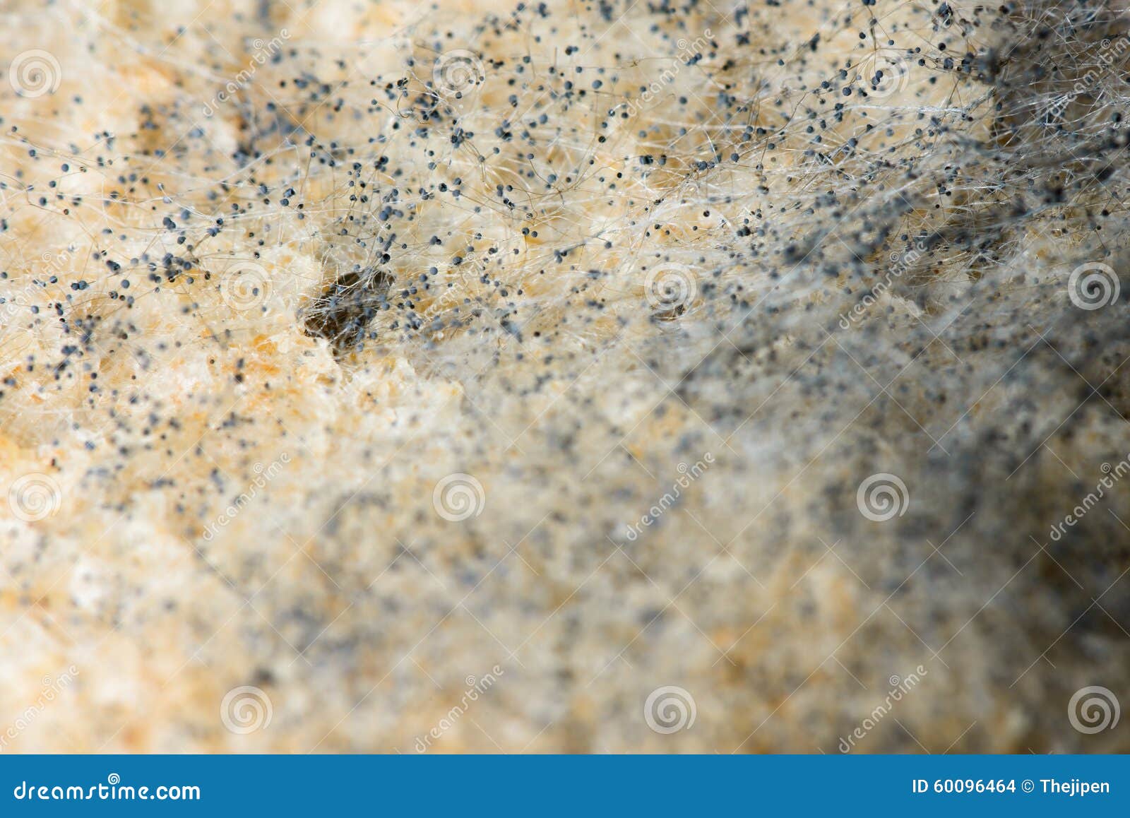 Macro Image of Mold on a Bread Stock Photo - Image of moldy, poisonous ...
