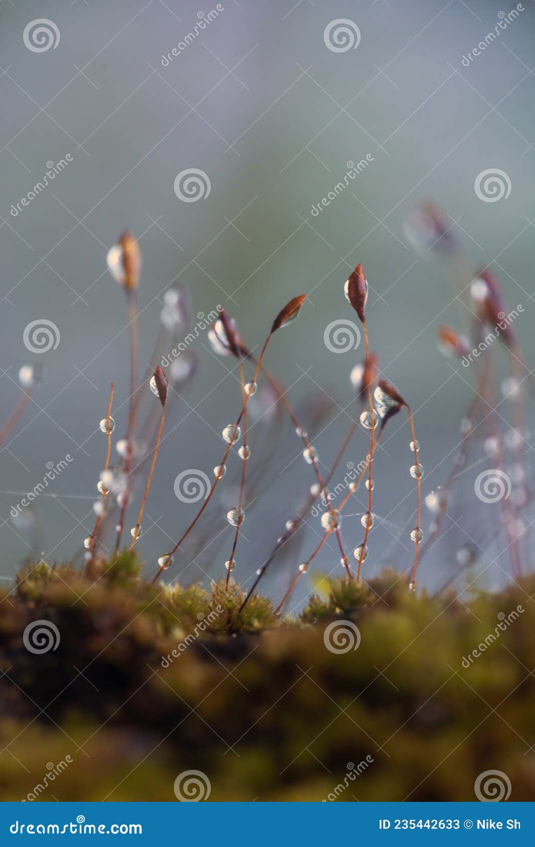 Moss with dew drops stock image. Image of spring, drops - 235442633