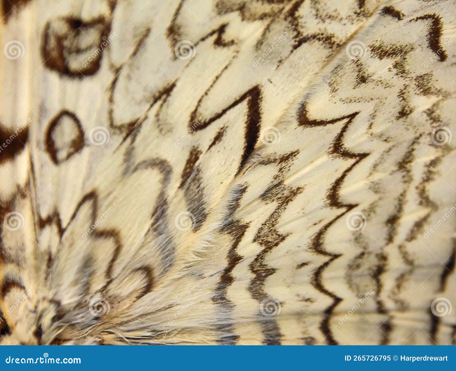 Moth Wing Pattern and Texture Stock Image - Image of white, wing: 265726795