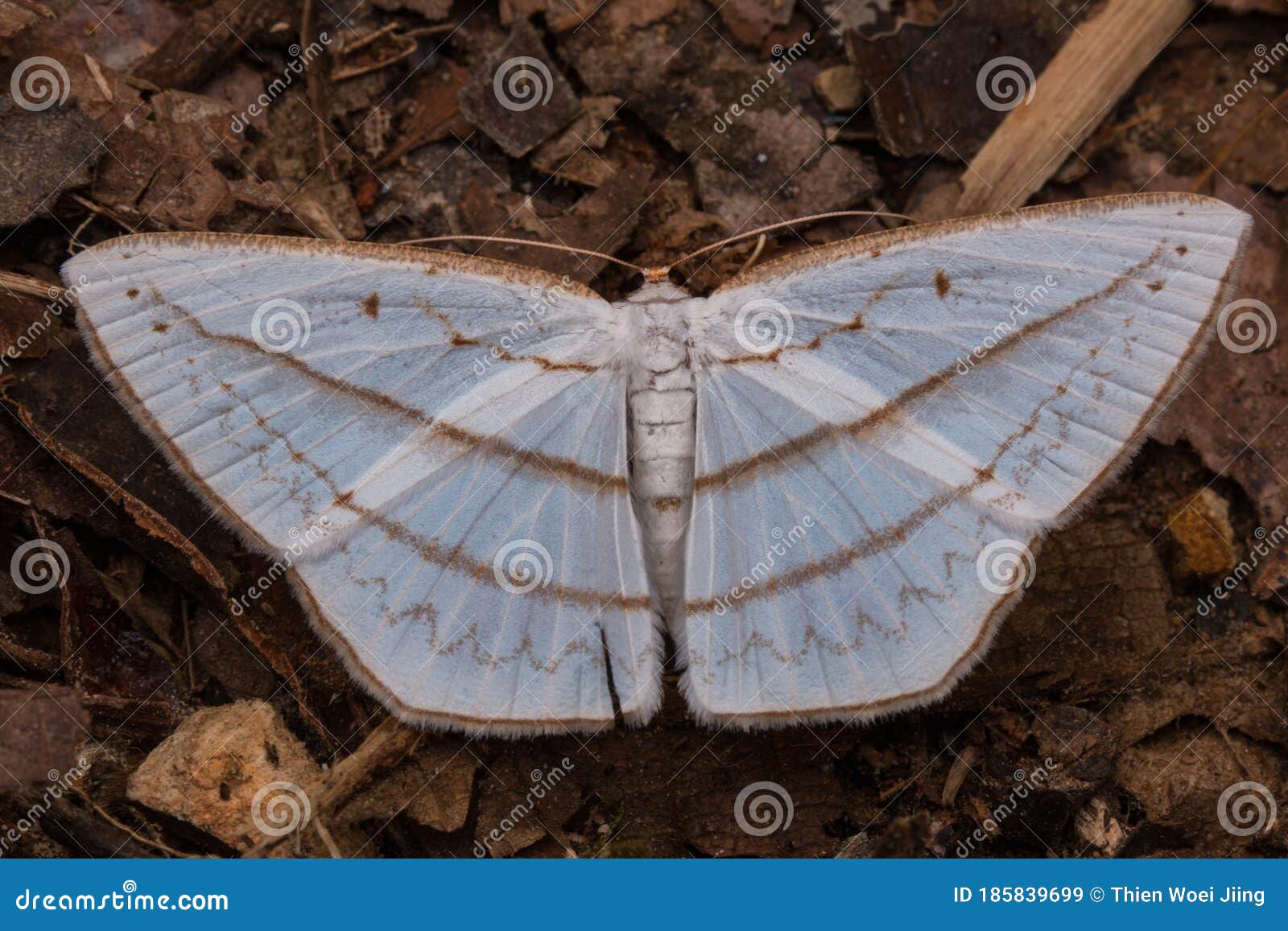 Macro Image Nature and Unique Moth Stock Image - Image of cloth, black ...