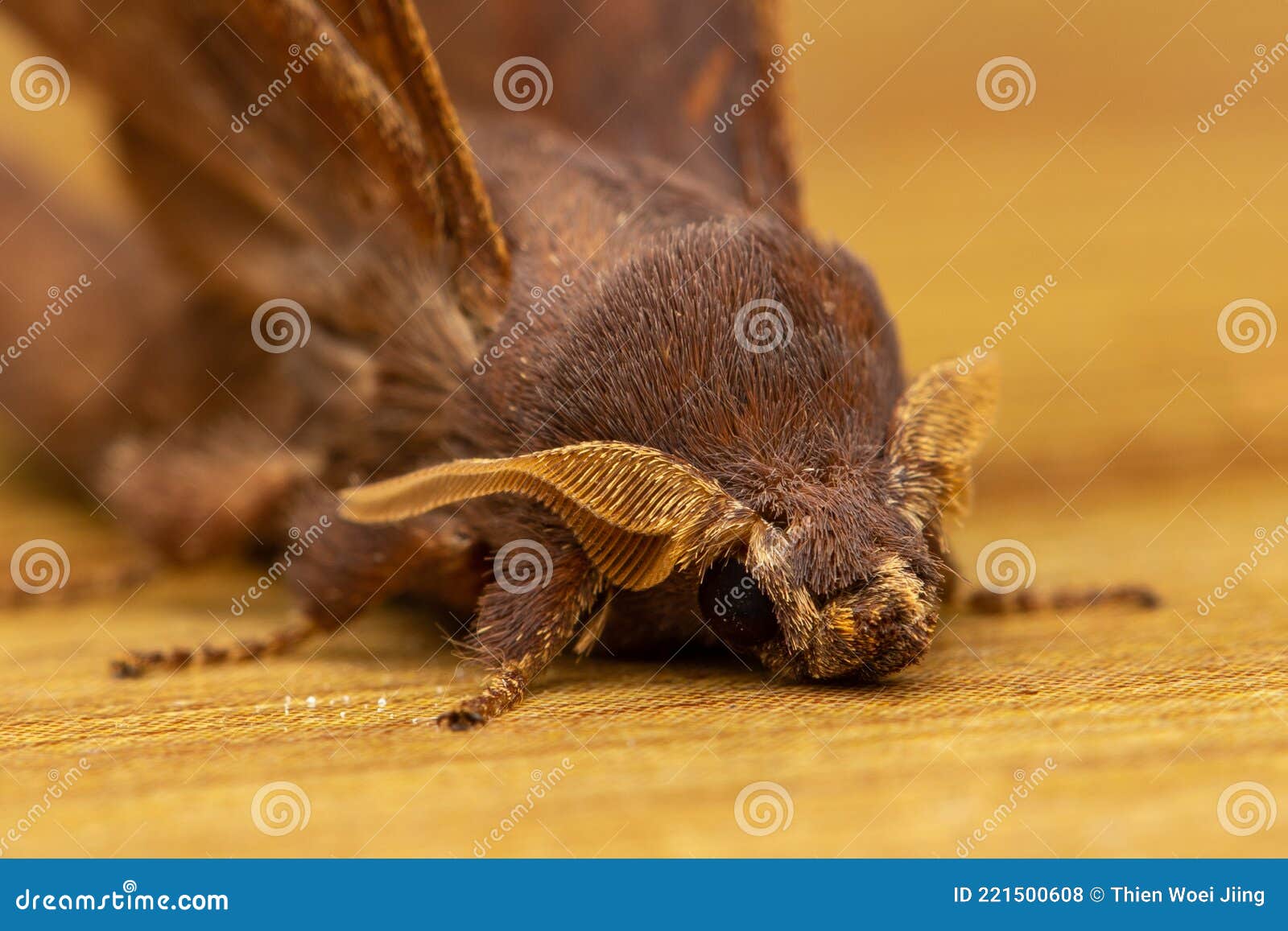 Macro Image Nature and Unique Moth of Sabah, Borneo Stock Photo - Image ...