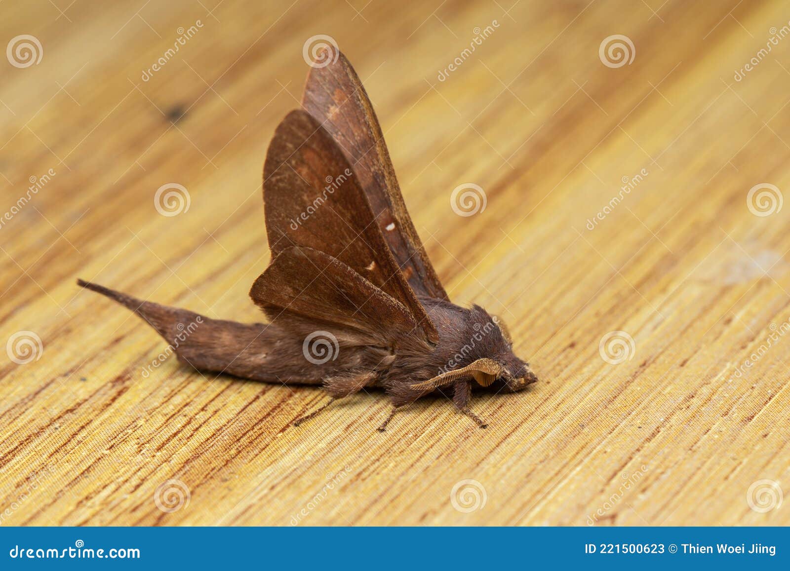 Macro Image Nature and Unique Moth of Sabah, Borneo Stock Image - Image ...