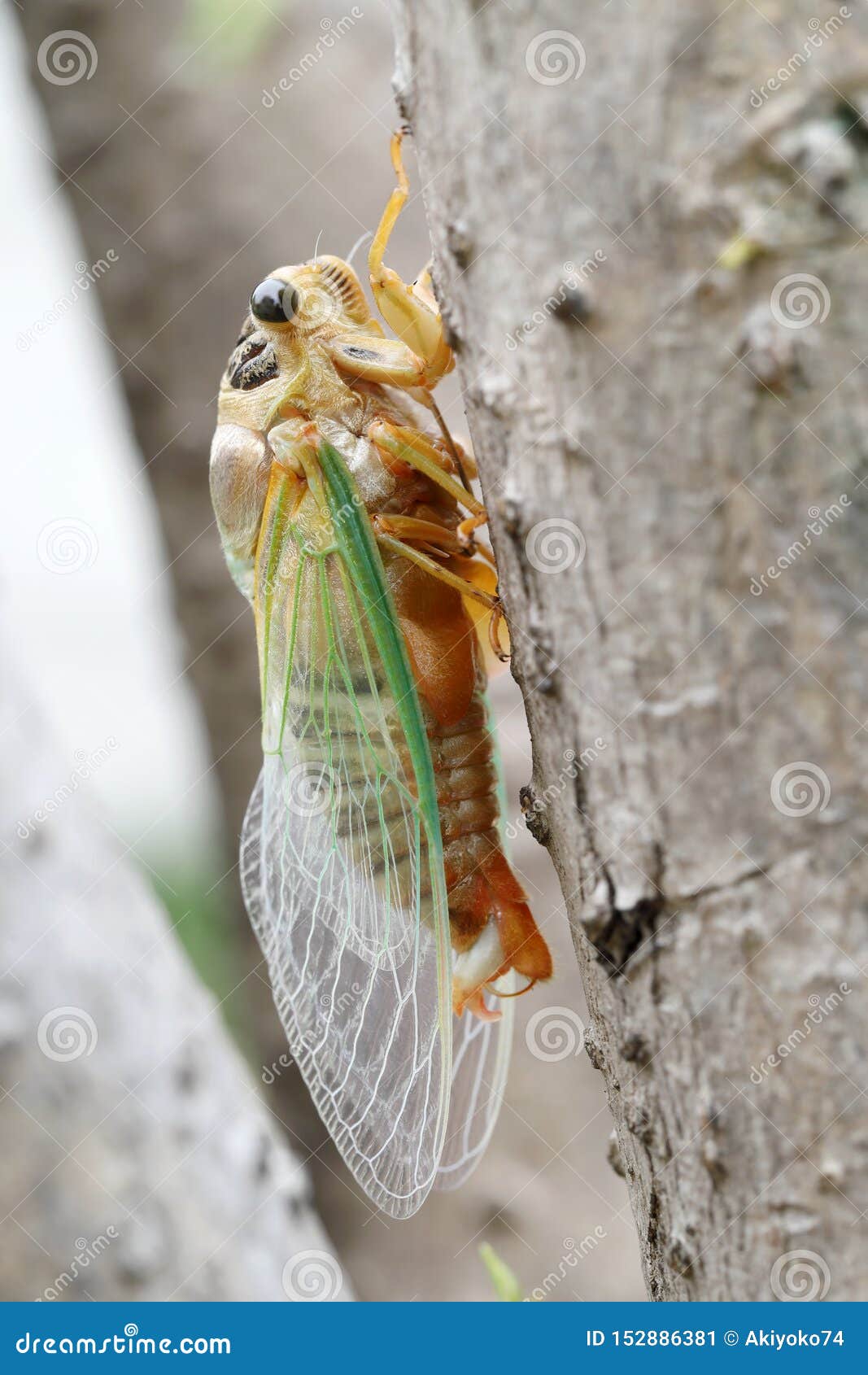 Cicada Newly Birthed, Emerged From Skin, Shell Stock Image ...