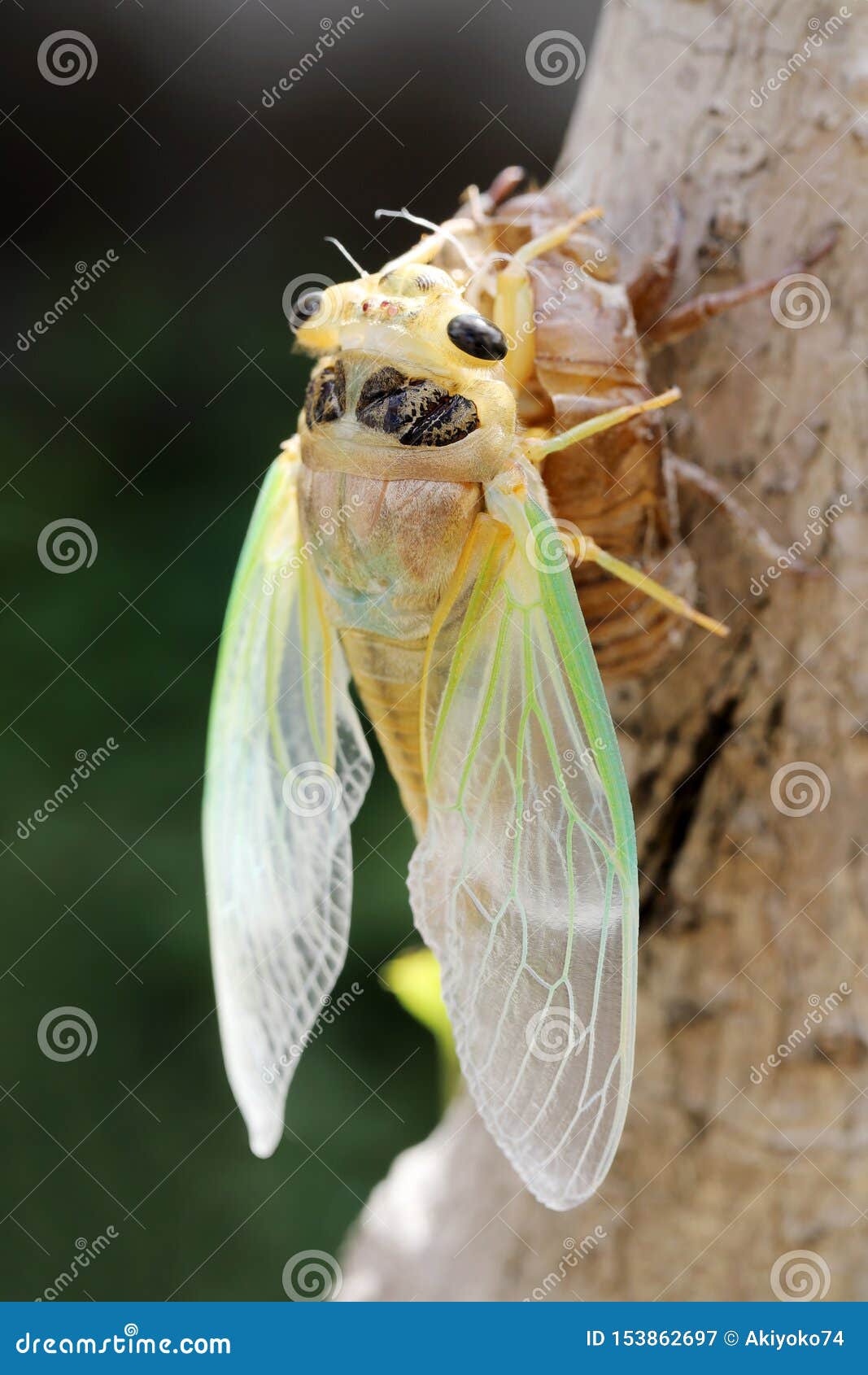 Macro Image of a Newly Cicada Stock Image - Image of fauna, cicadoidea ...
