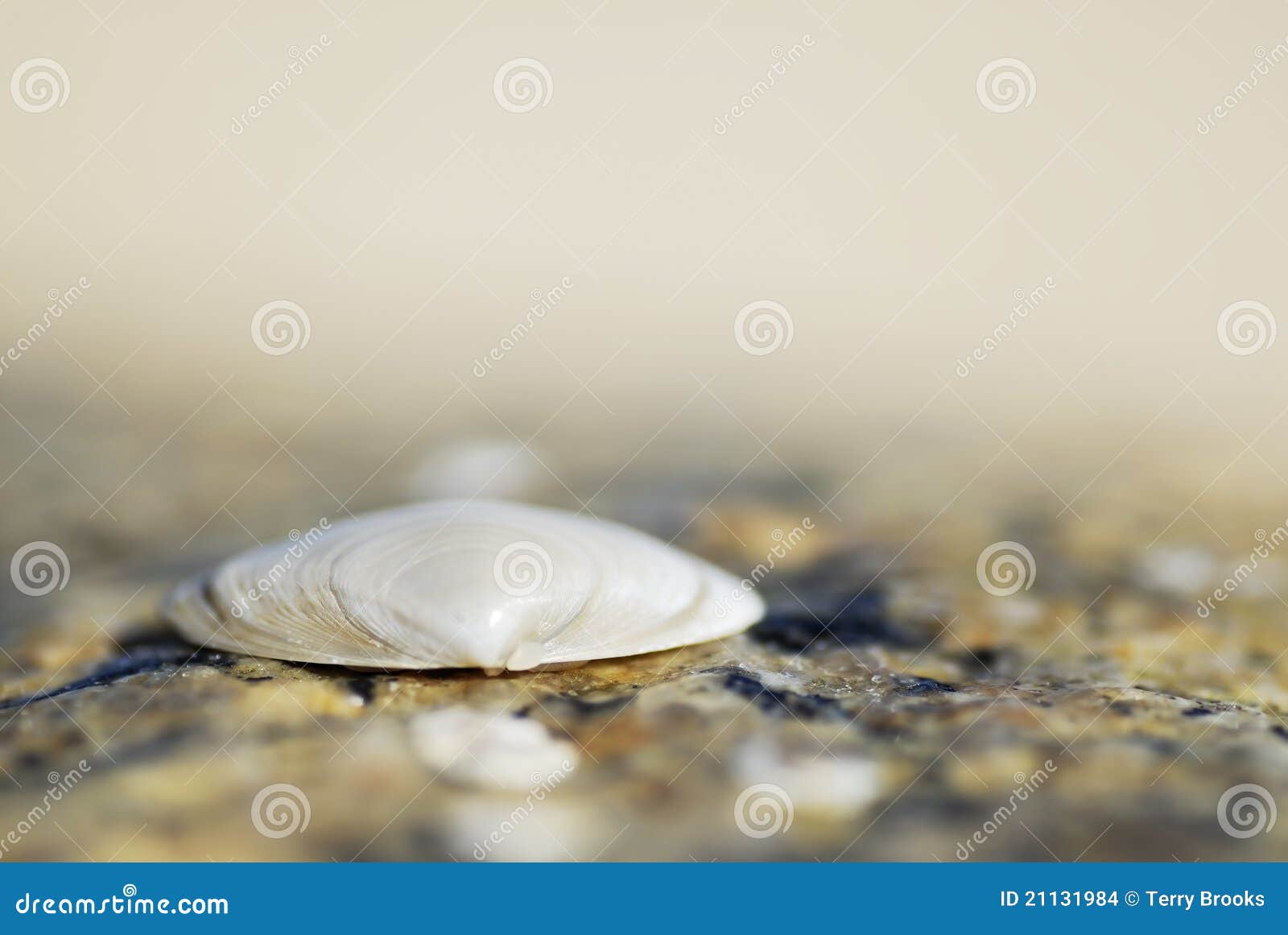 Macro Image of One Shell on Sand. Stock Photo - Image of idyllic, shell ...