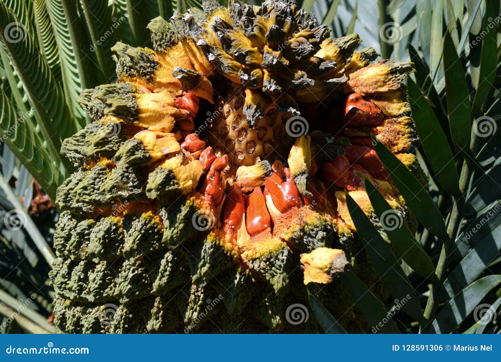 Cycad cone opened stock photo. Image of inside, leaves - 128591306