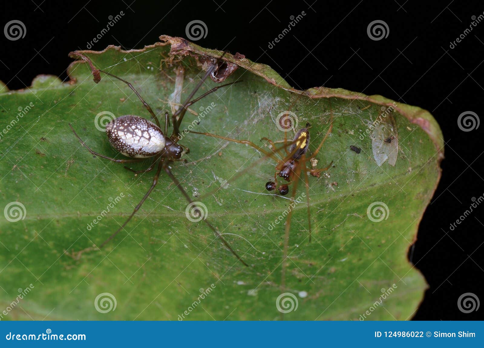 Spider Mating on Green Leaf Stock Photo - Image of closeup, predator ...