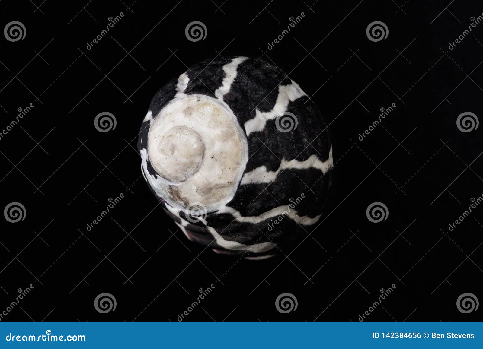 Pippi Shell In Hand Dug Up From The Sand Stock Photo | CartoonDealer ...