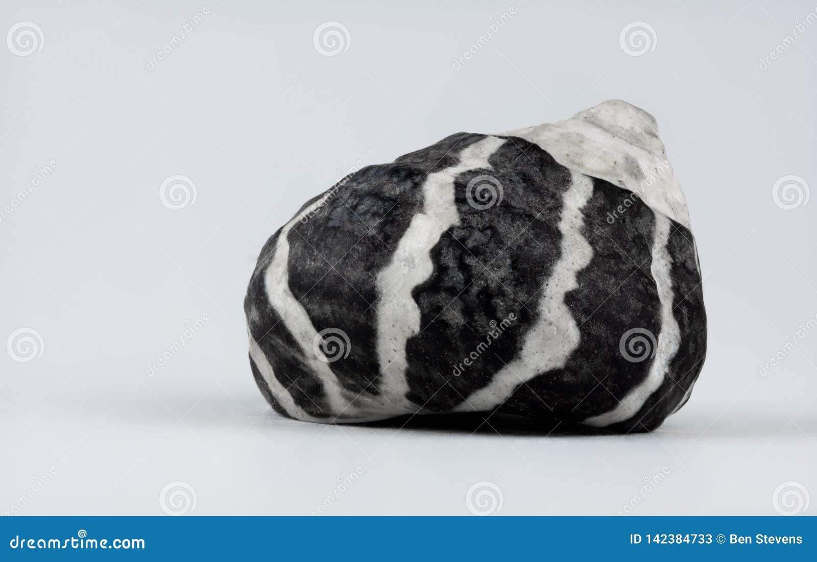 Pippi Shell In Hand Dug Up From The Sand Stock Photo | CartoonDealer ...