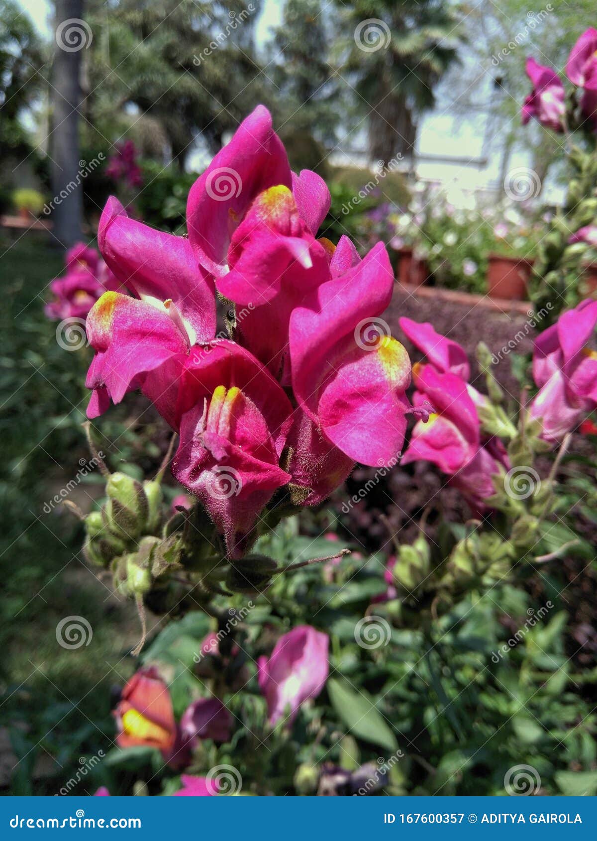 Macro Image of Pink Dragon Flower Stock Image - Image of dragon ...