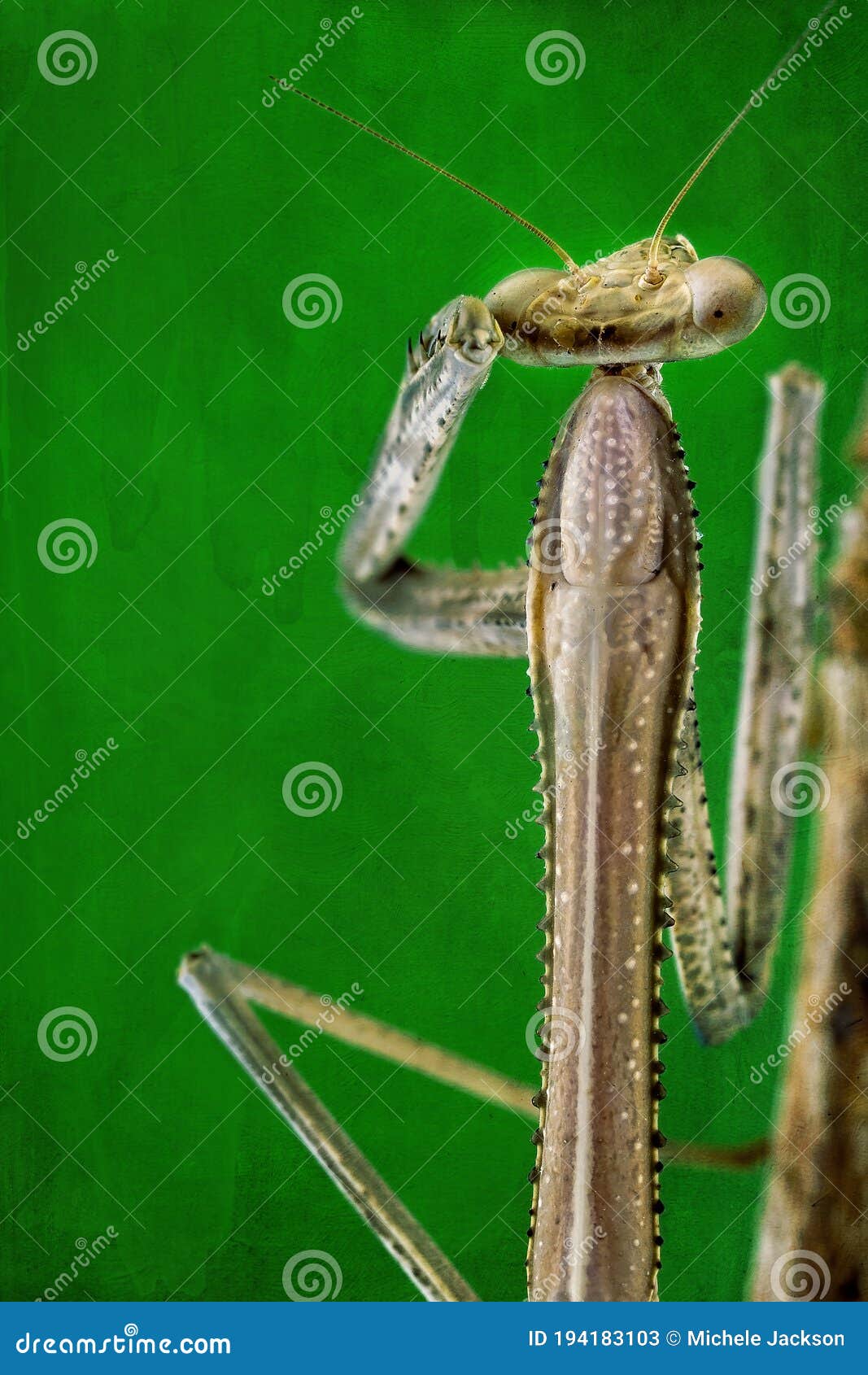 Praying Mantis on Textured Green Background Stock Image - Image of ...