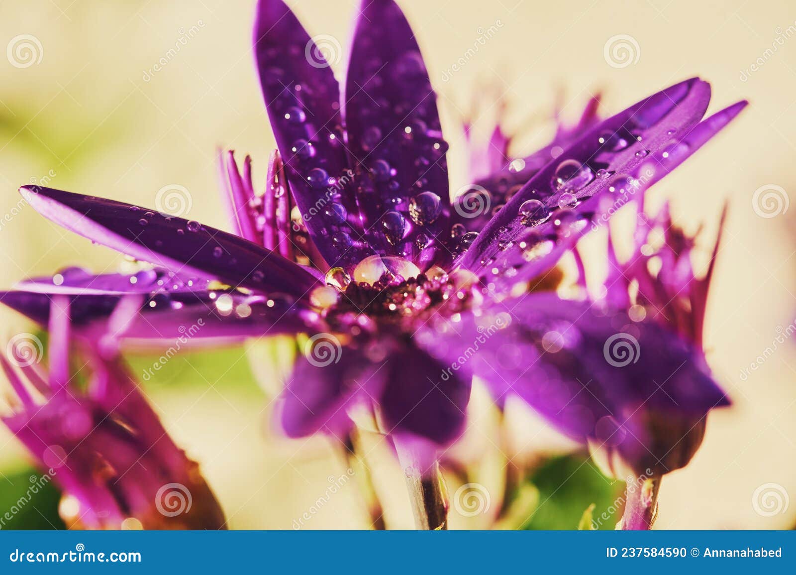 Macro Image of Purple Senetti Pericallis Flower Stock Photo - Image of ...