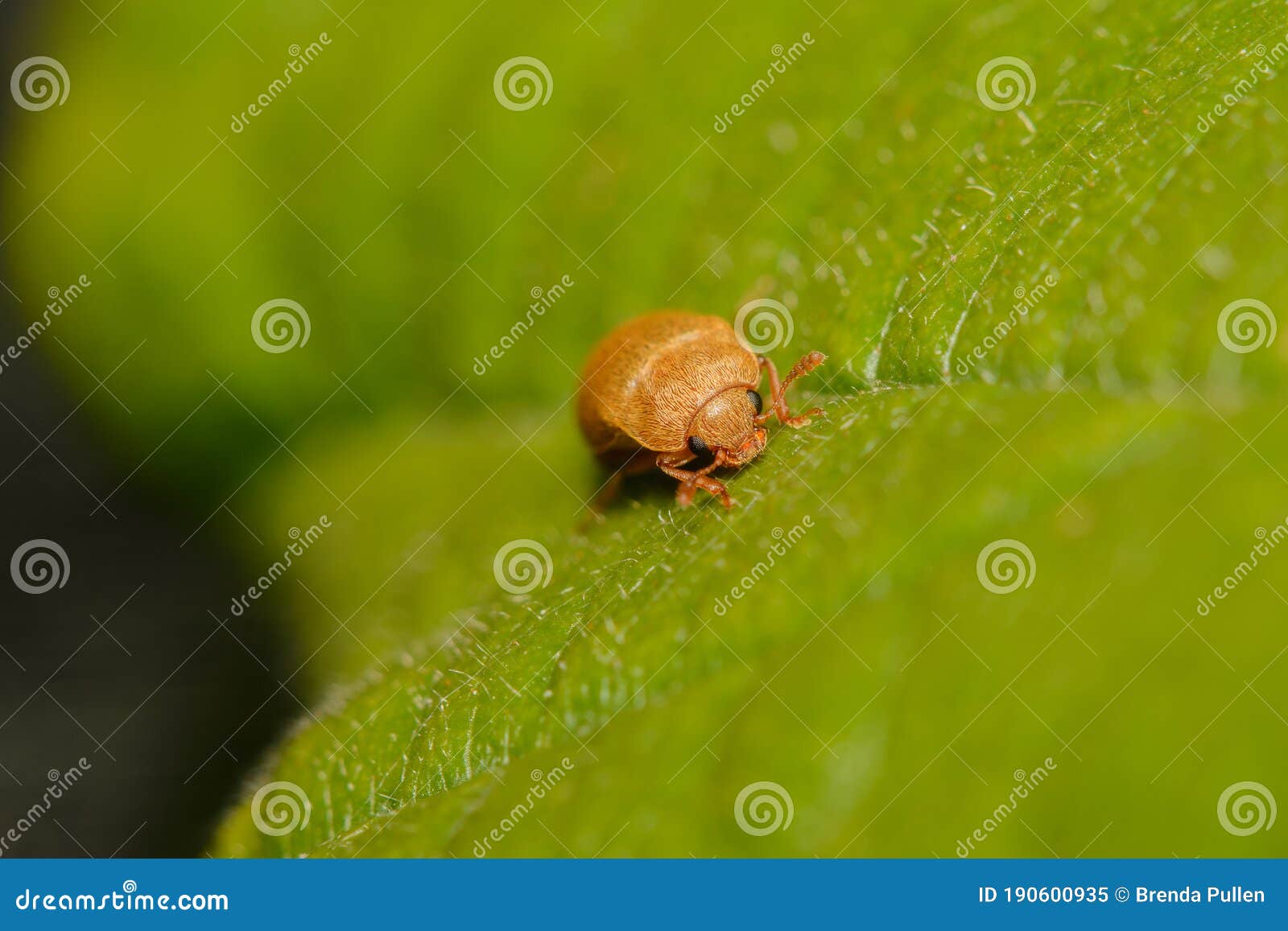 A Macro Image of a Ragwort Flea Beetle - Longitarsus Jacobaeae Stock ...