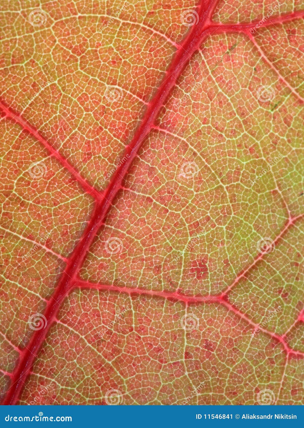 Macro Image of Red Leaf Texture Stock Image - Image of pattern, plant ...