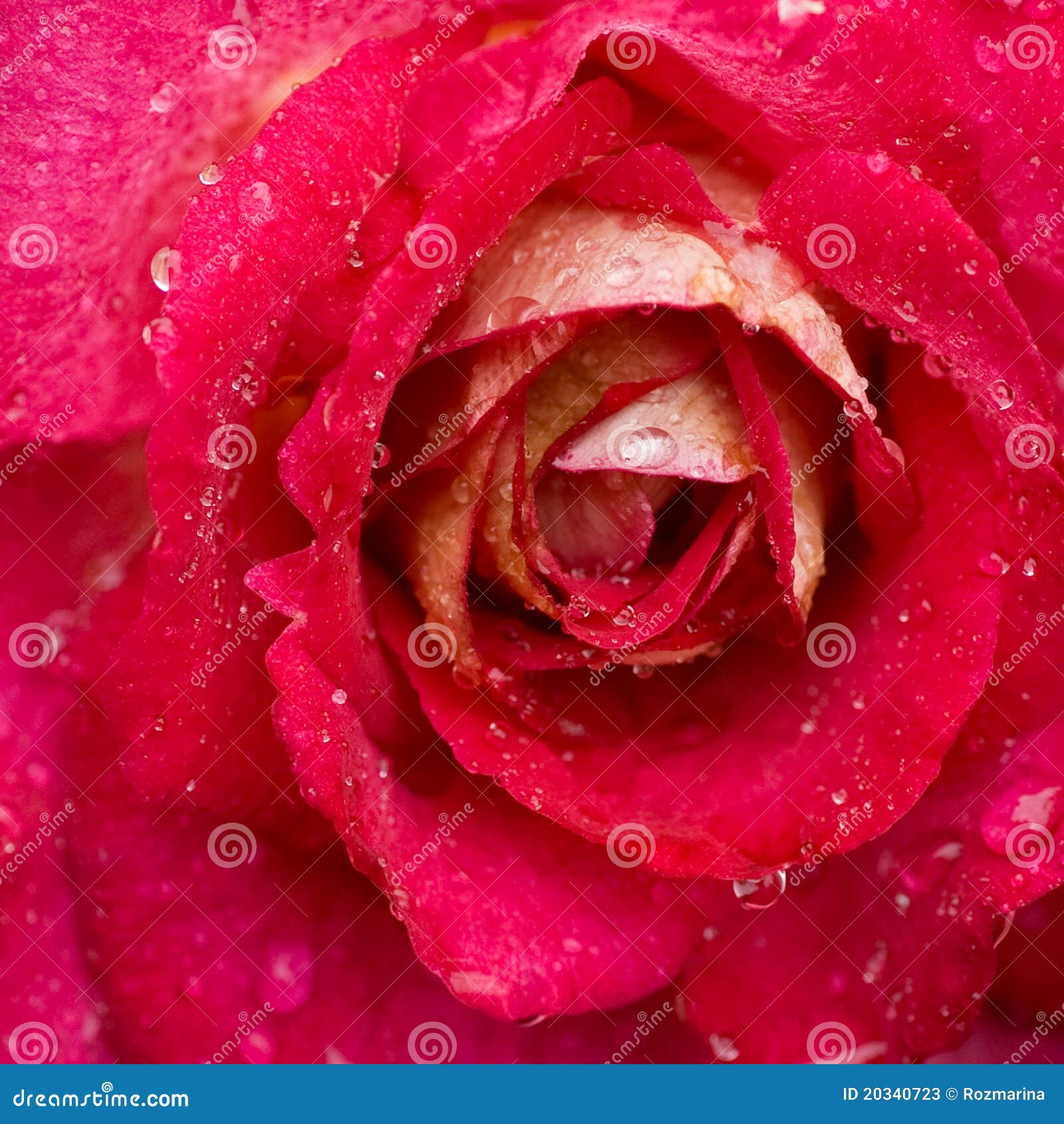 Macro Image of Red Rose with Water Droplets Stock Image - Image of love ...