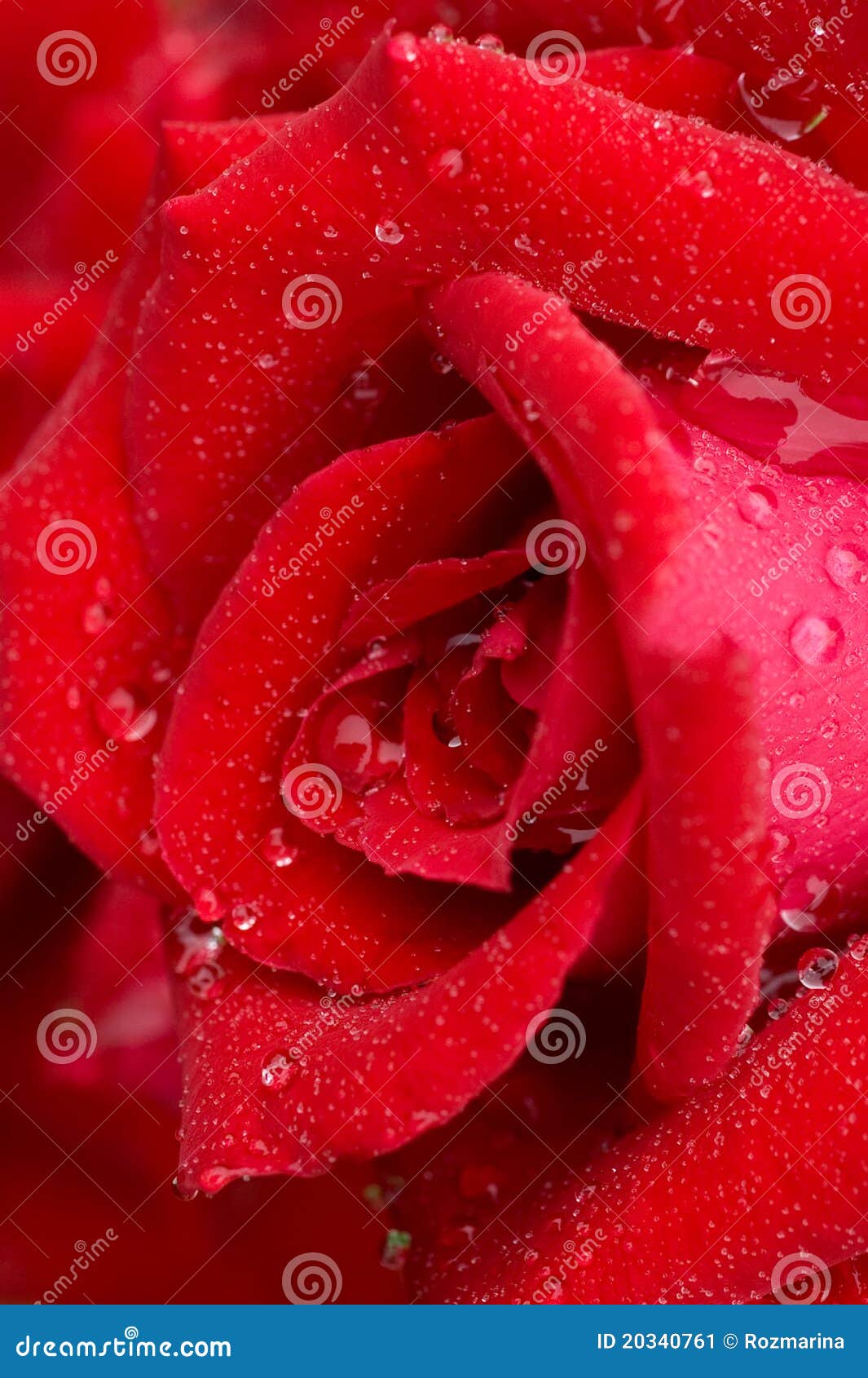 Macro Image of Red Rose with Water Droplets Stock Image - Image of ...