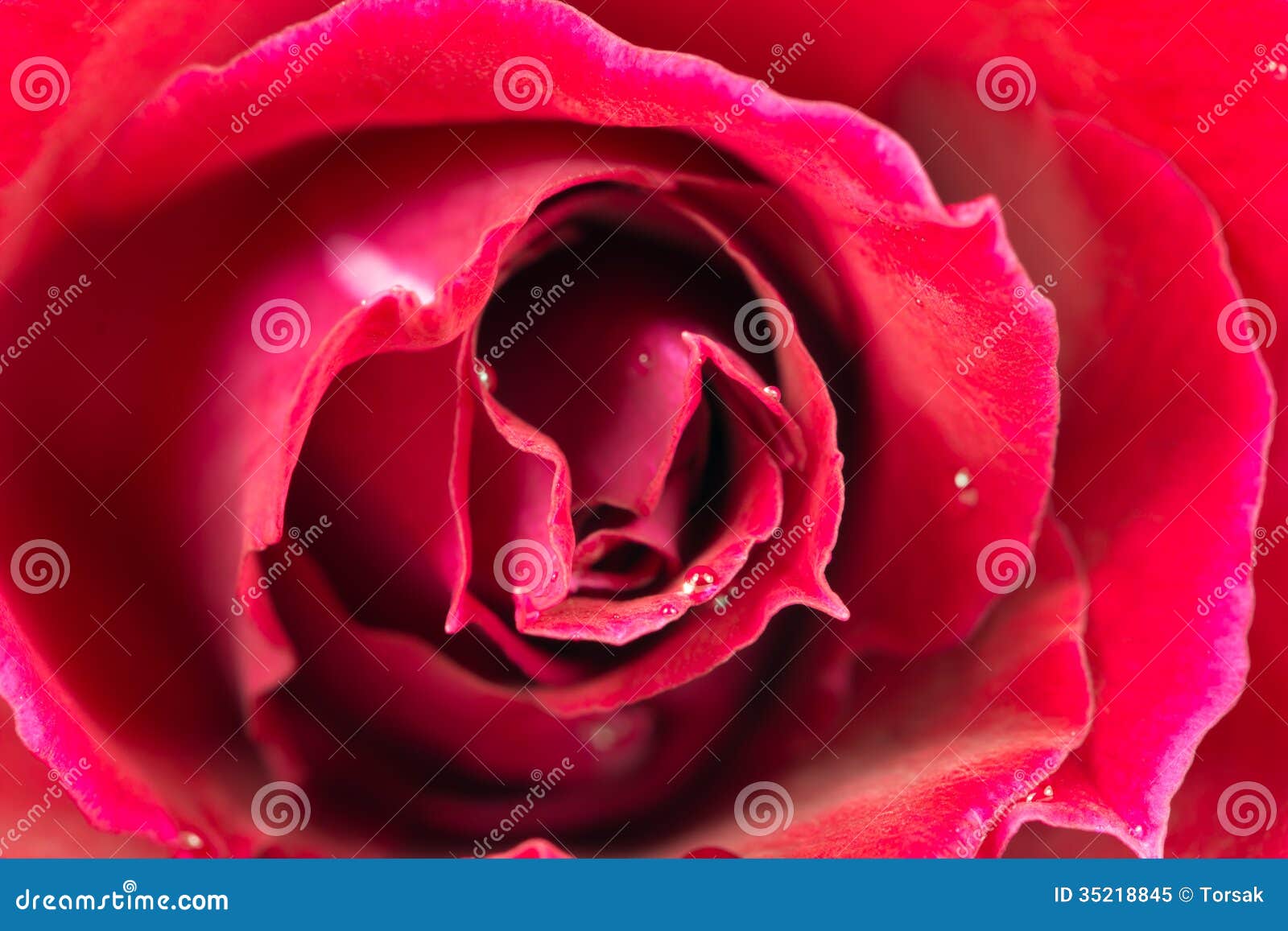 Macro Image of Red Rose with Water Droplets Stock Image - Image of ...