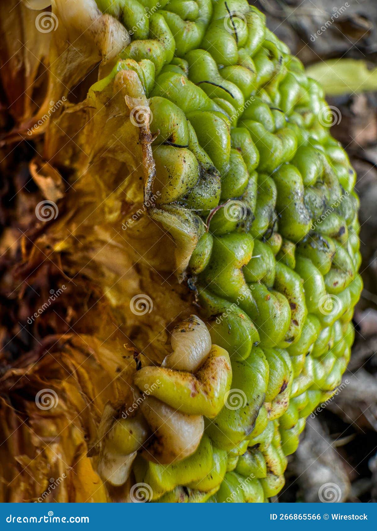 Monkey Brain: Structure And Function Stock Photography | CartoonDealer ...