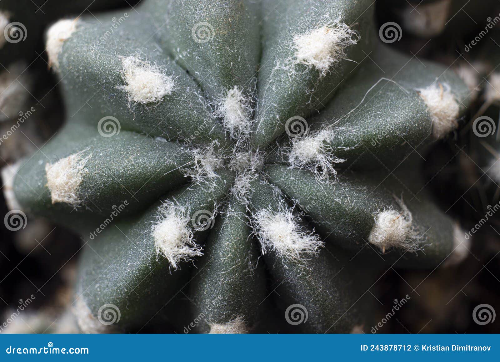 Macro Image of Round Cactus Stock Photo - Image of cacti, defense ...