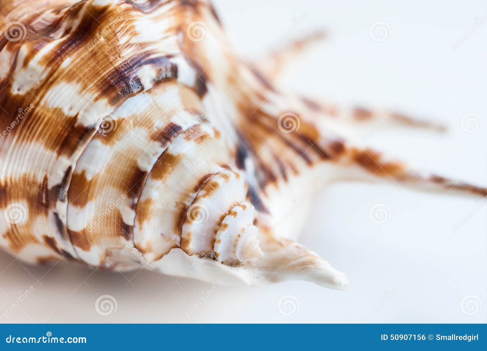 Macro image of sea shell stock photo. Image of beautiful - 50907156