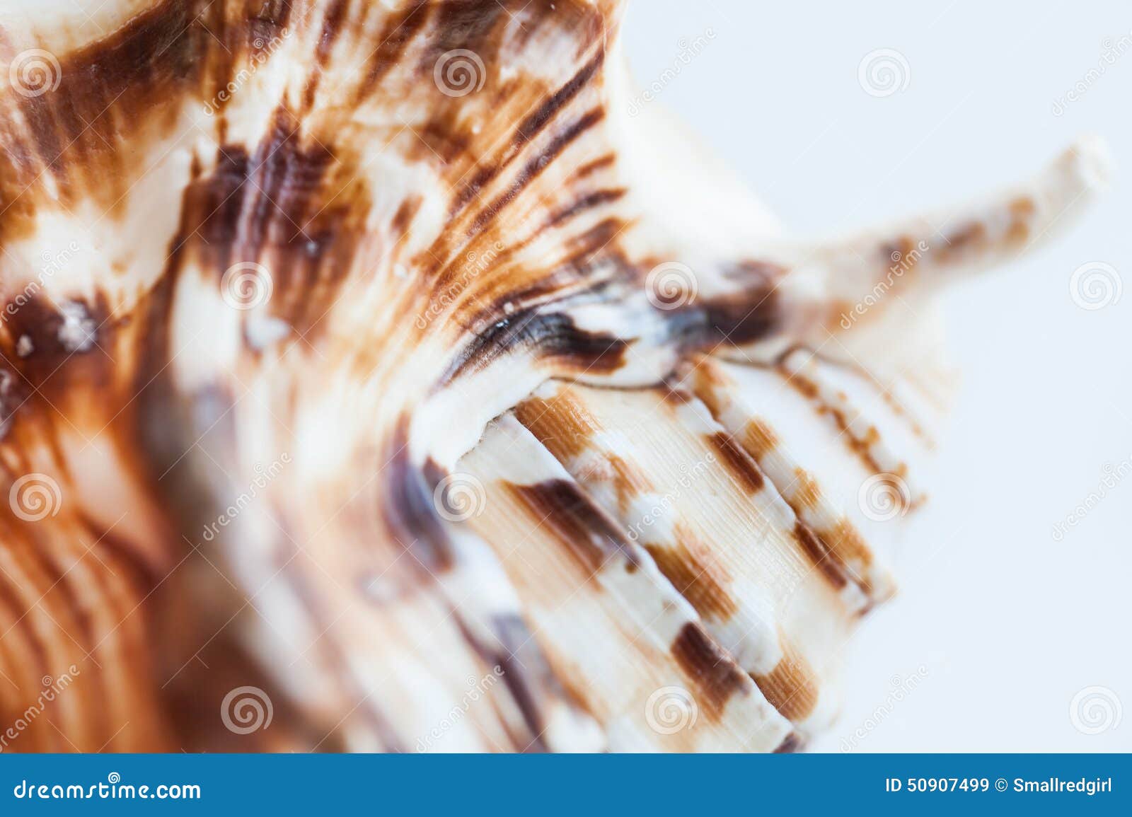 Macro image of sea shell stock image. Image of seafood - 50907499