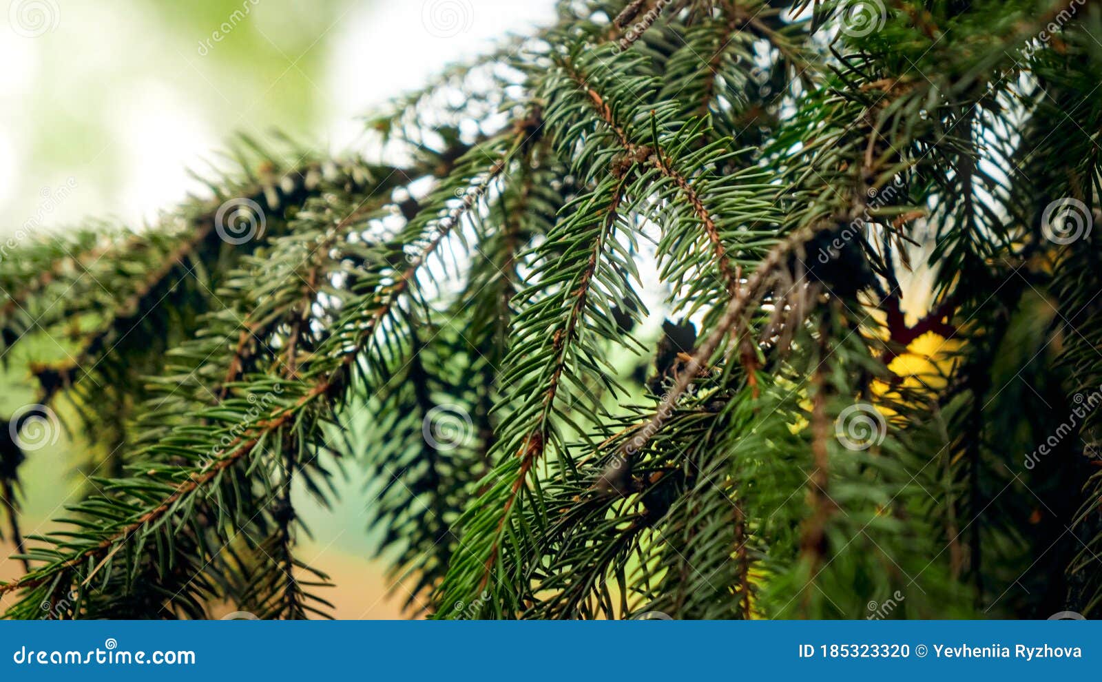 Macro Image of Sharp Green Needles on Fir Tree in the Forest Stock ...