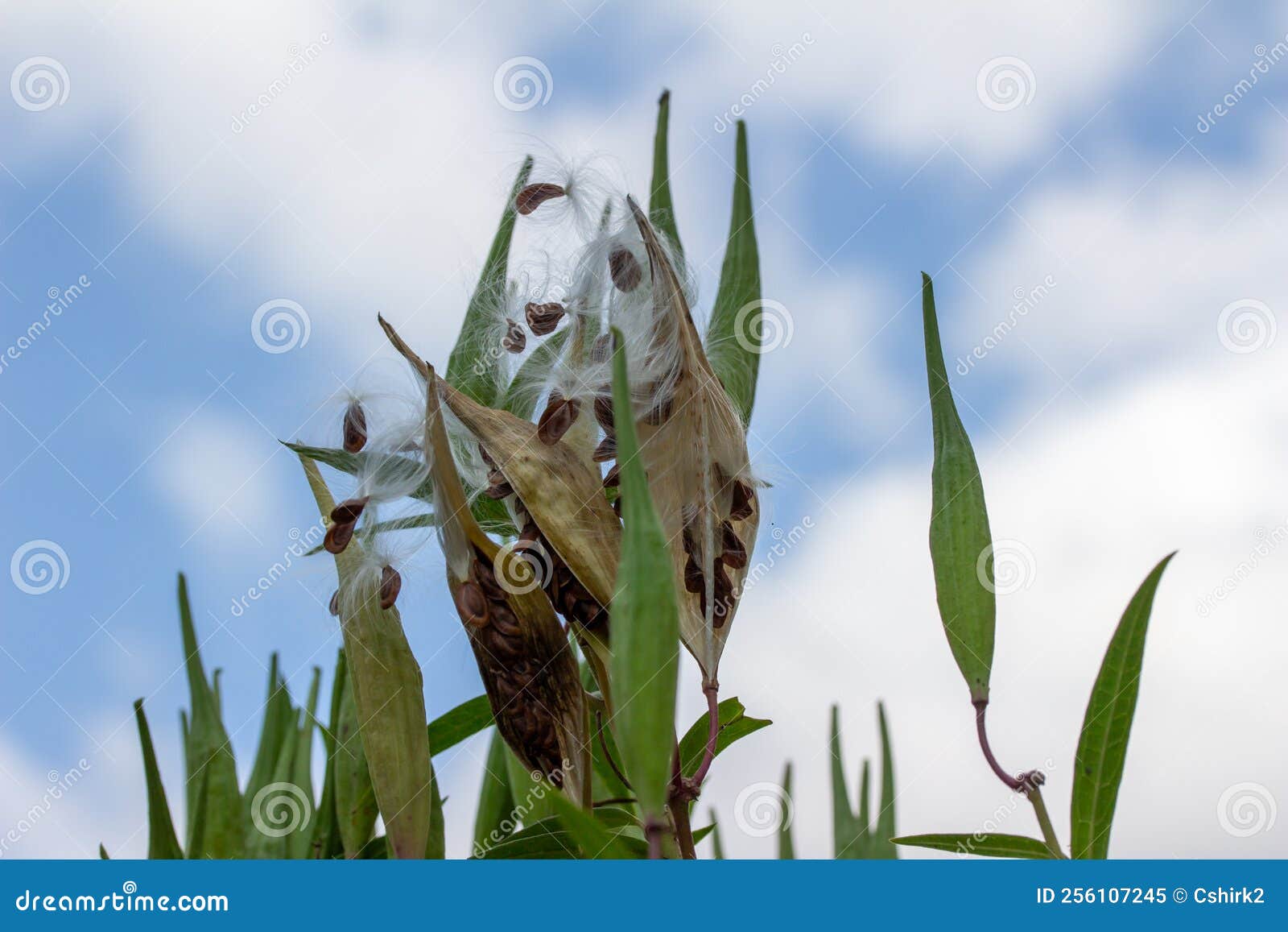 Seed Pods On A Swamp Milkweed Plant Stock Image Image Of Seeds Autumn 256107245