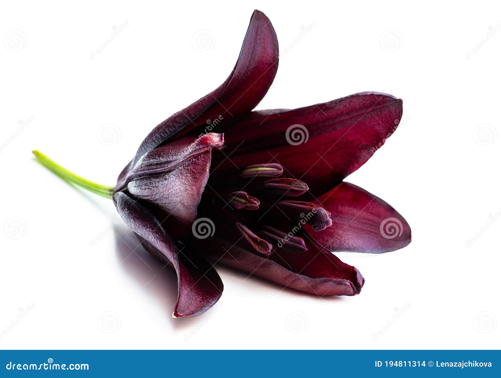 Macro Image of the Single Black Lily Flower Isolated on White Stock ...