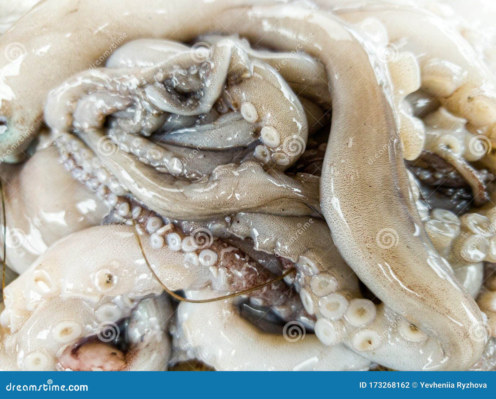 Macro Image of Slimy Raw Octopus Tentacles Stock Photo - Image of food ...