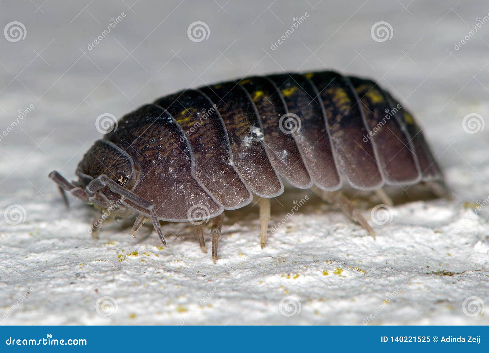 Macro Image of Small Crustaceans on Wall Stock Image - Image of ...