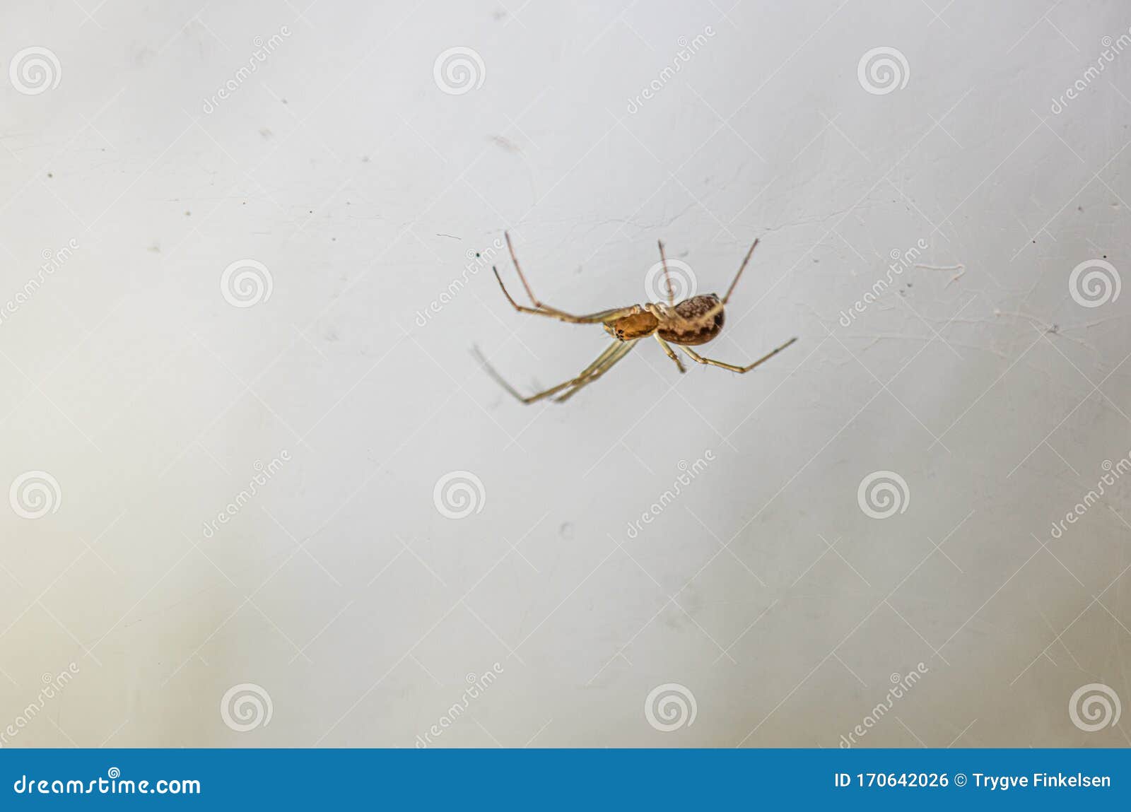 Macro Image of a Small Spider Hanging Upside Down in Its Net in the ...