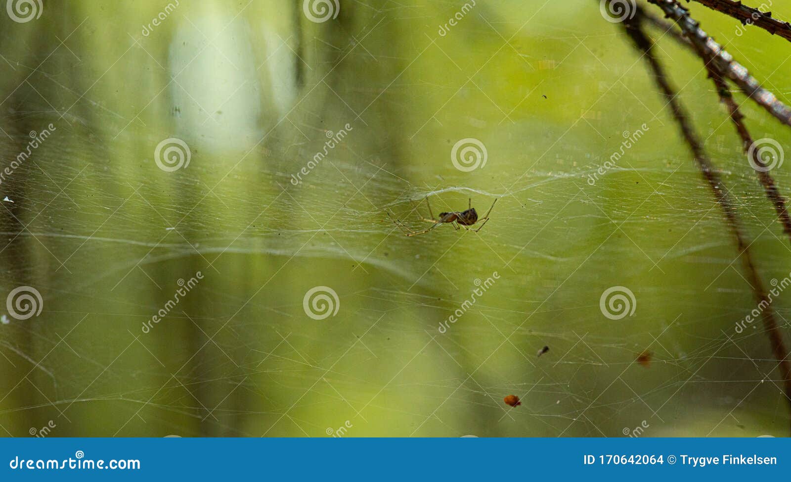 Macro Image of a Small Spider Hanging Upside Down in Its Net in the ...