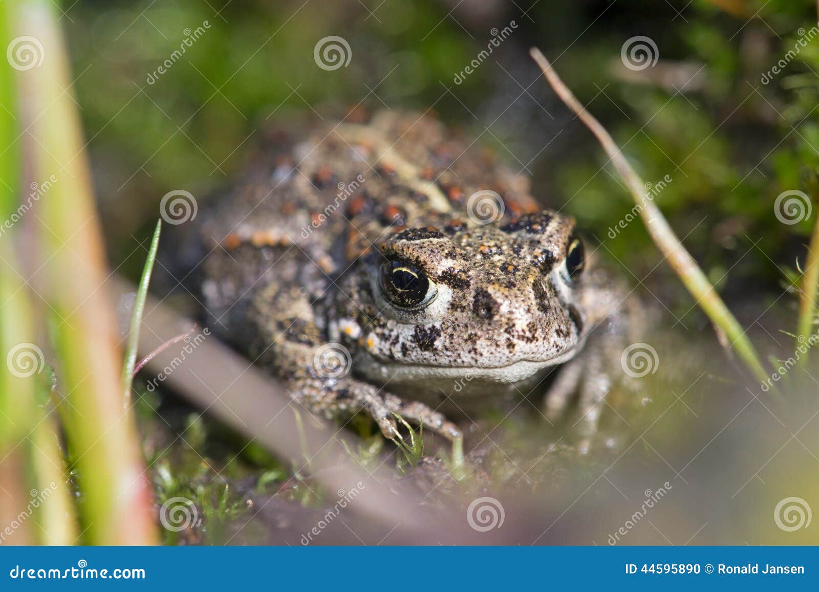 Macro Image of Small Young Brown Frog Stock Photo - Image of animal ...