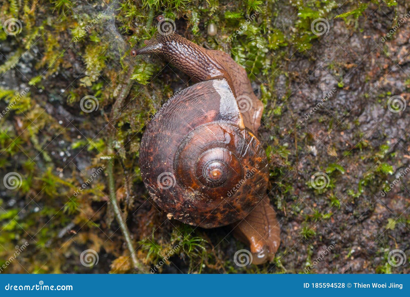 Macro Image of Snail of Borneo Stock Photo - Image of nutrition ...