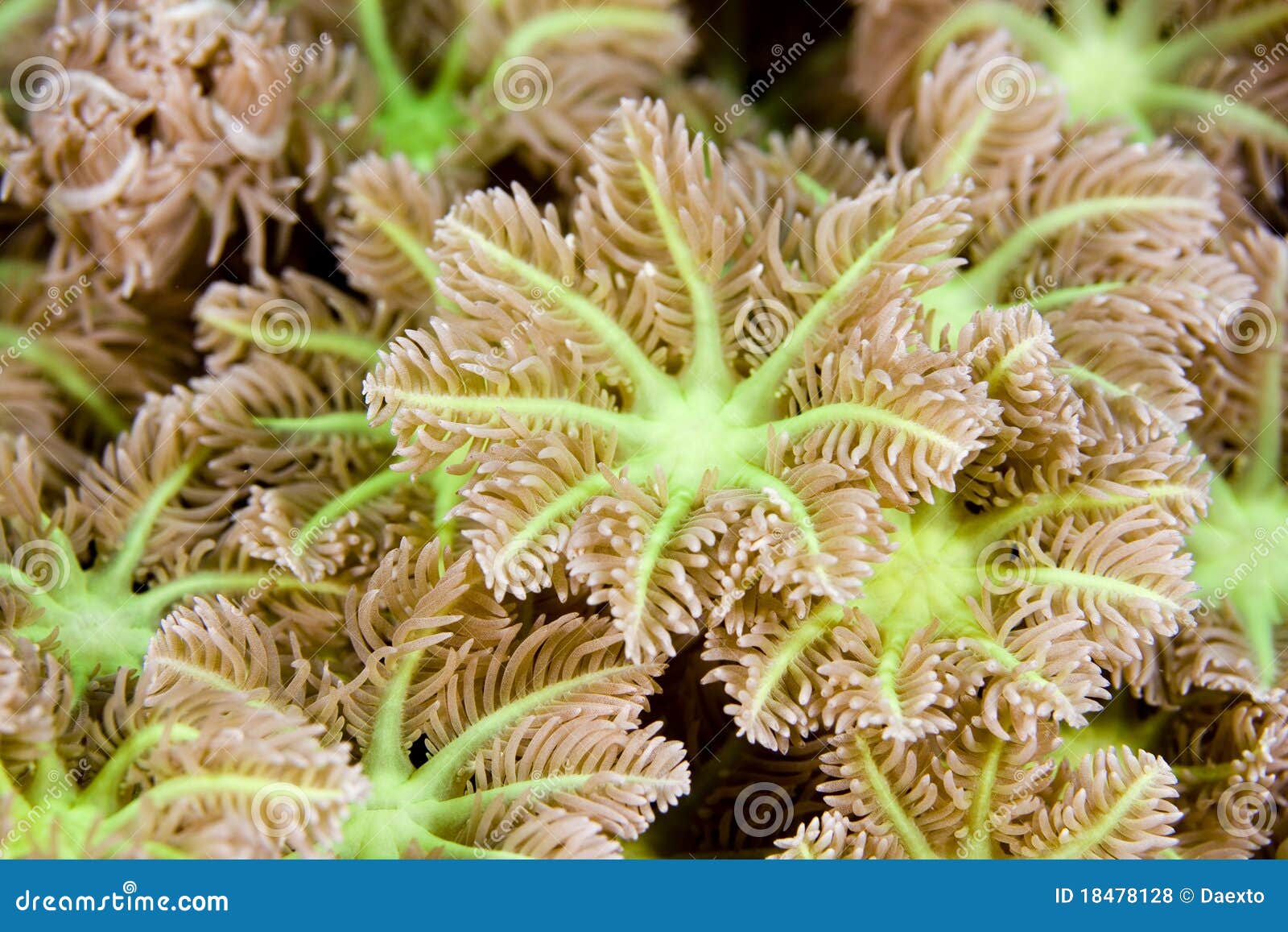 Macro Image of Soft Coral Polyps Stock Photo - Image of environment ...