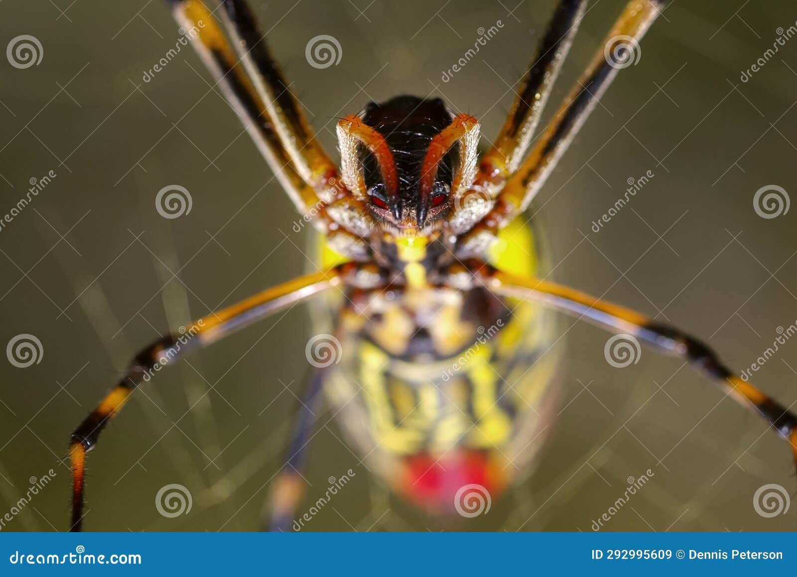 Macro of a spider s head stock image. Image of nature - 292995609