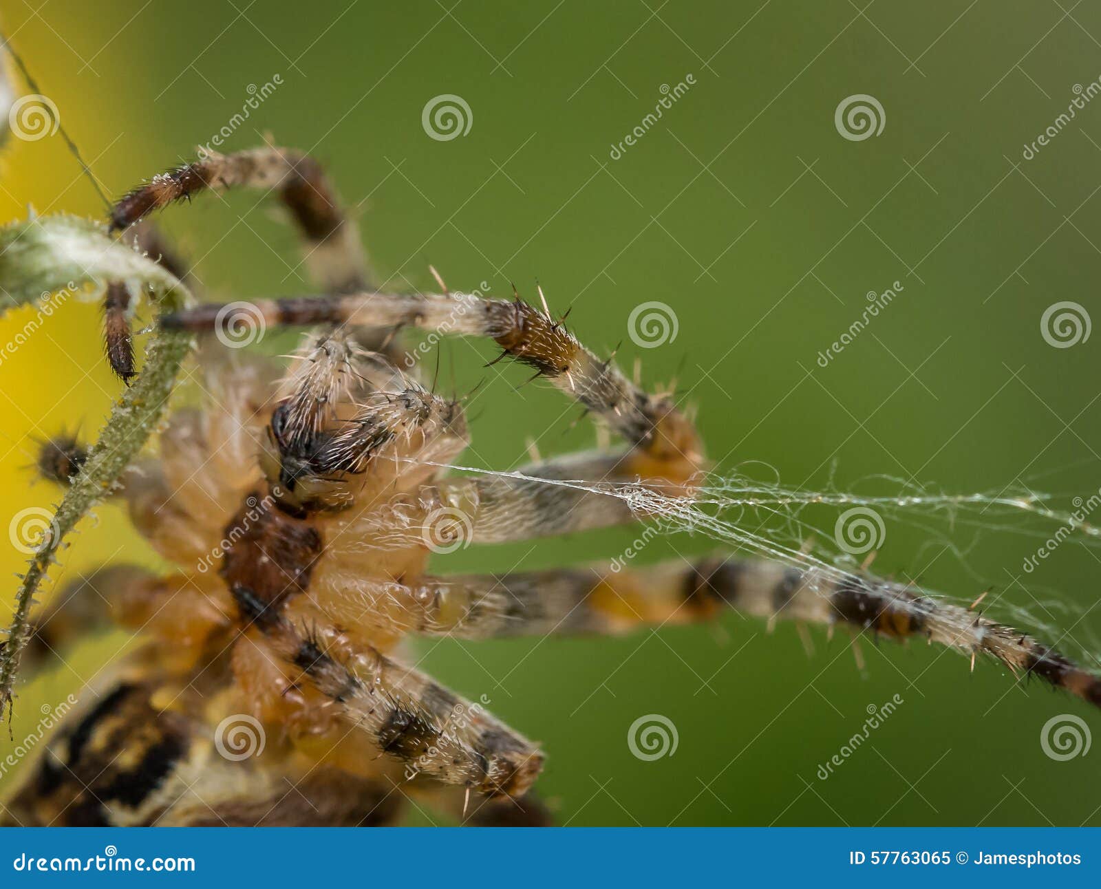 Macro Image of Spider Making a Web Stock Image - Image of arachnida ...
