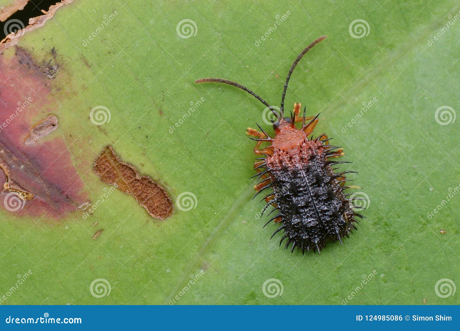 Spiny Leaf Beetle stock photo. Image of wild, colorful - 124985086